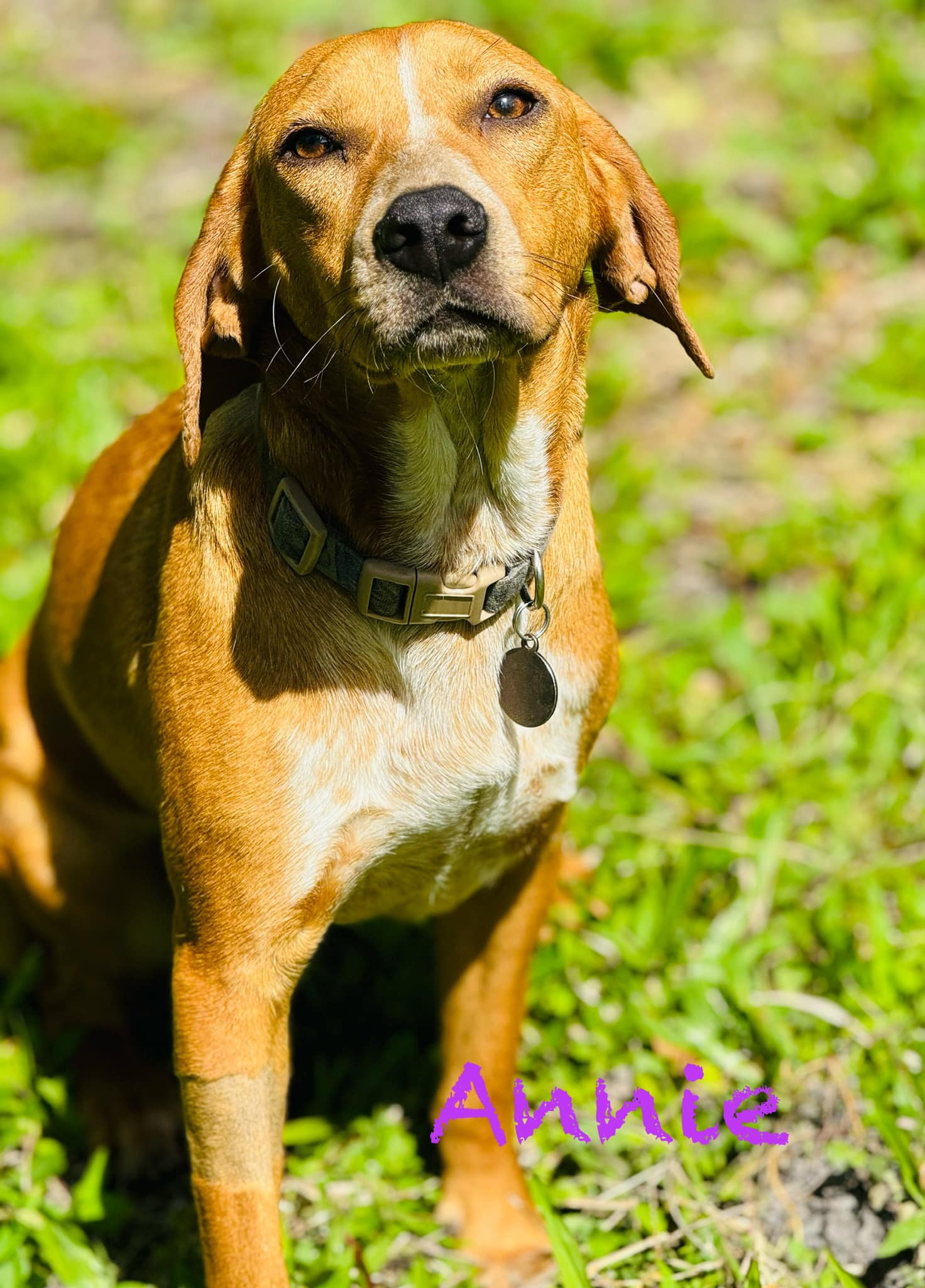 Dog for Adoption - Anne, a Black Mouth Cur in Dixie County, FL | Alpha Paw