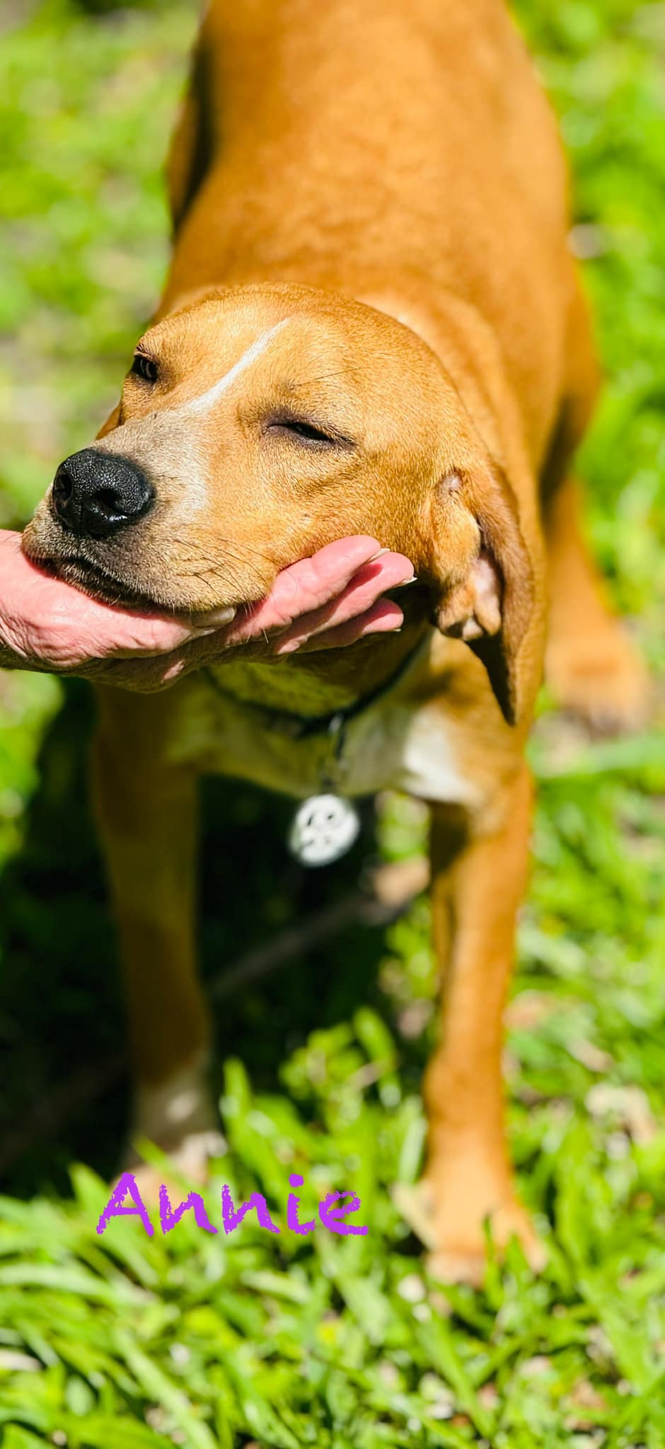 Dog for Adoption - Anne, a Black Mouth Cur in Dixie County, FL | Alpha Paw