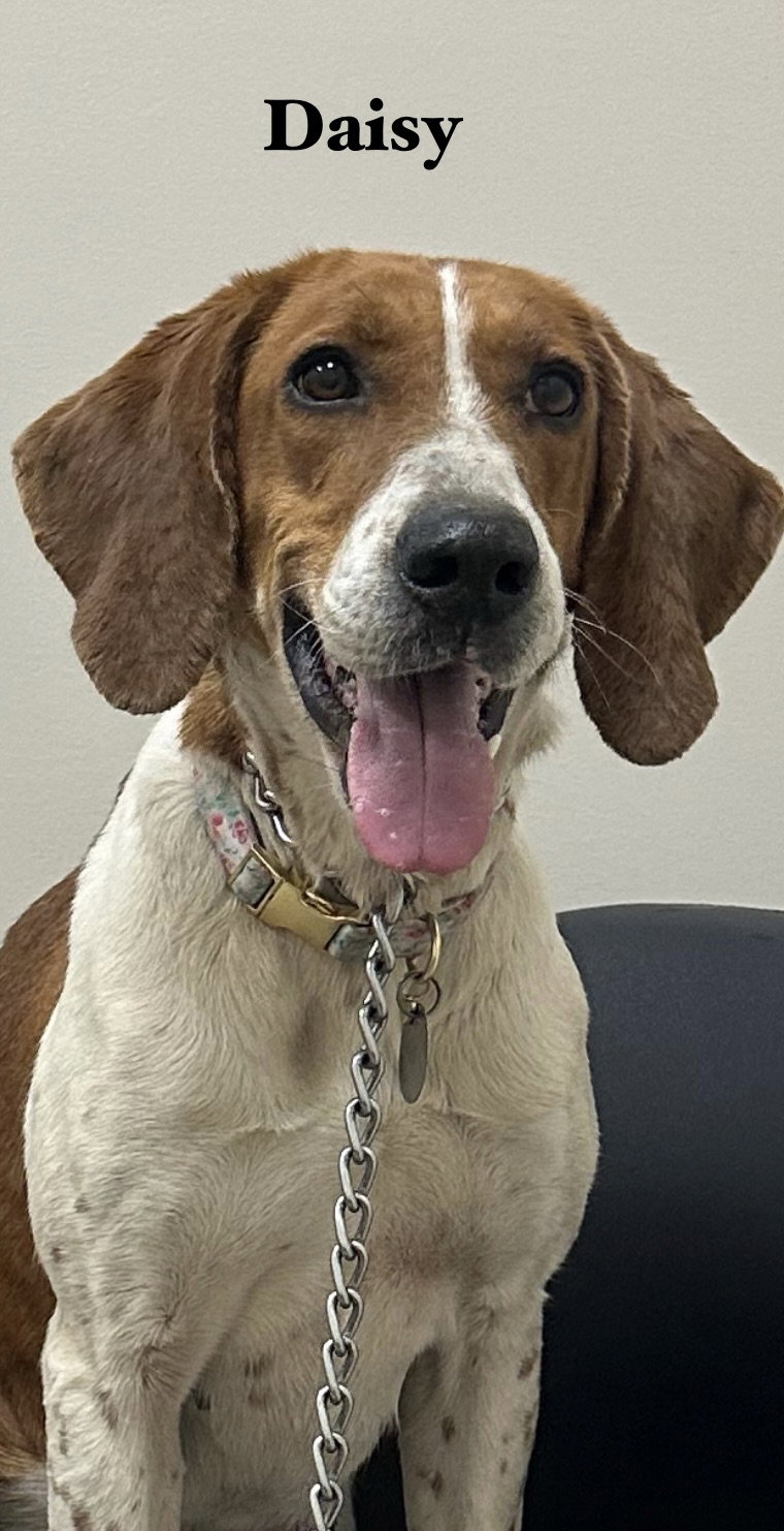 Dog for Adoption - Daisy, a Hound in Lecanto, FL | Alpha Paw