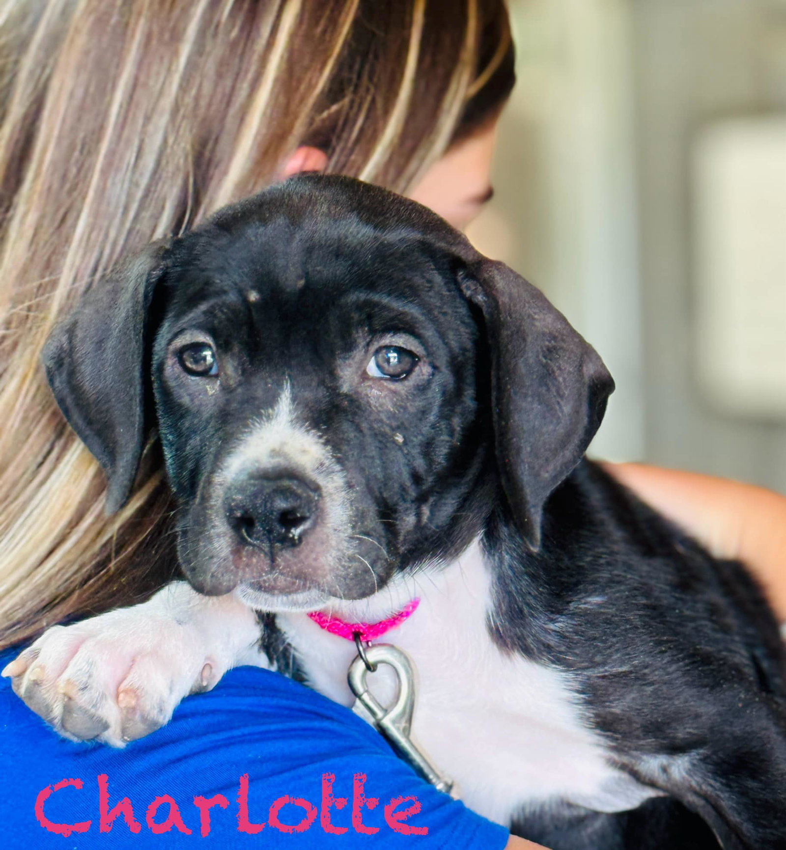 Dog for Adoption - Charlotte, a Labrador Retriever in Starke, FL ...