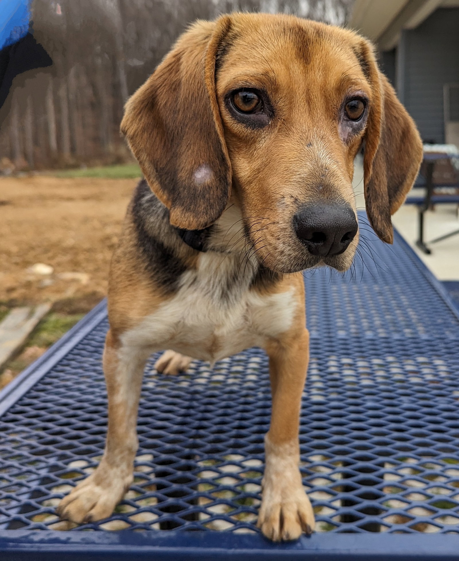 Dog adoption in Wilmington, DE 19804: Beagle (short coat) Dog "Marley"