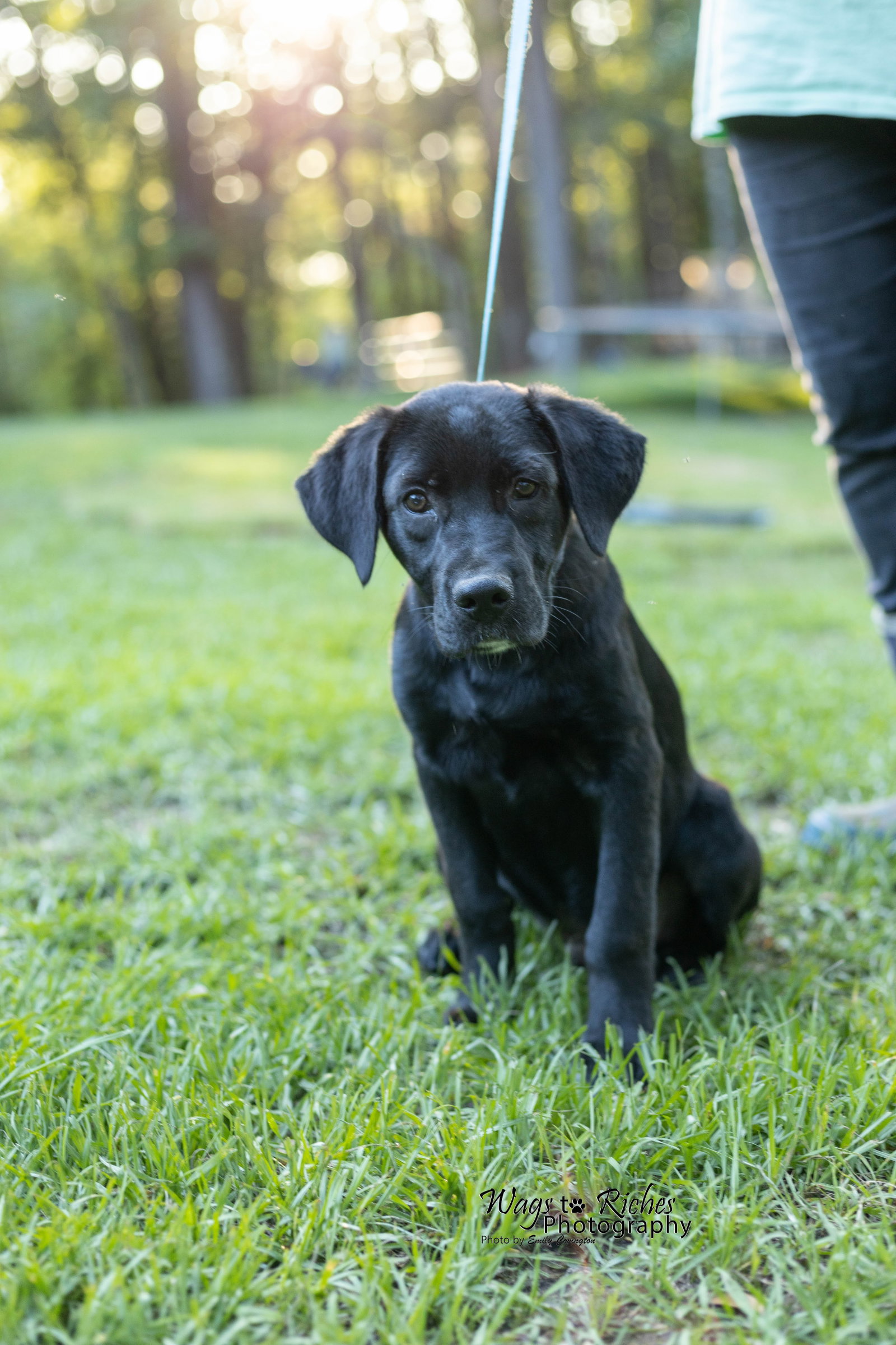 Dog for Adoption - Winnie, a Labrador Retriever in Vernon, AL | Alpha Paw