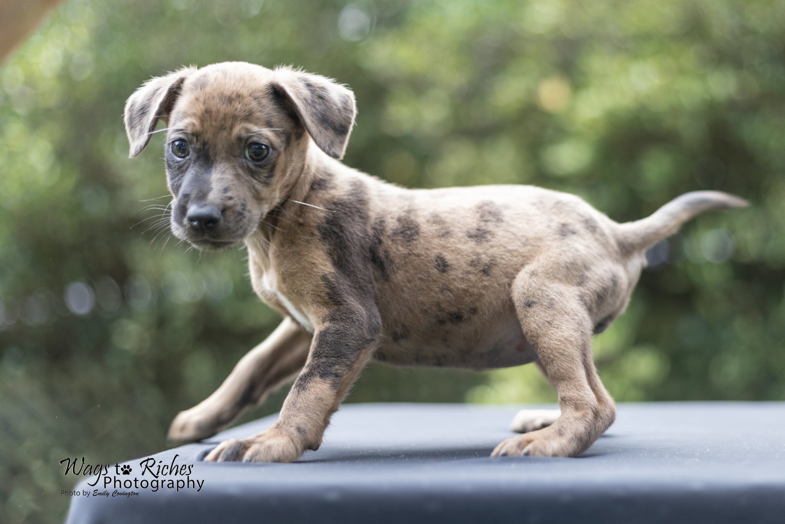 Dog for Adoption - Velma, a Australian Cattle Dog/Blue Heeler in ...