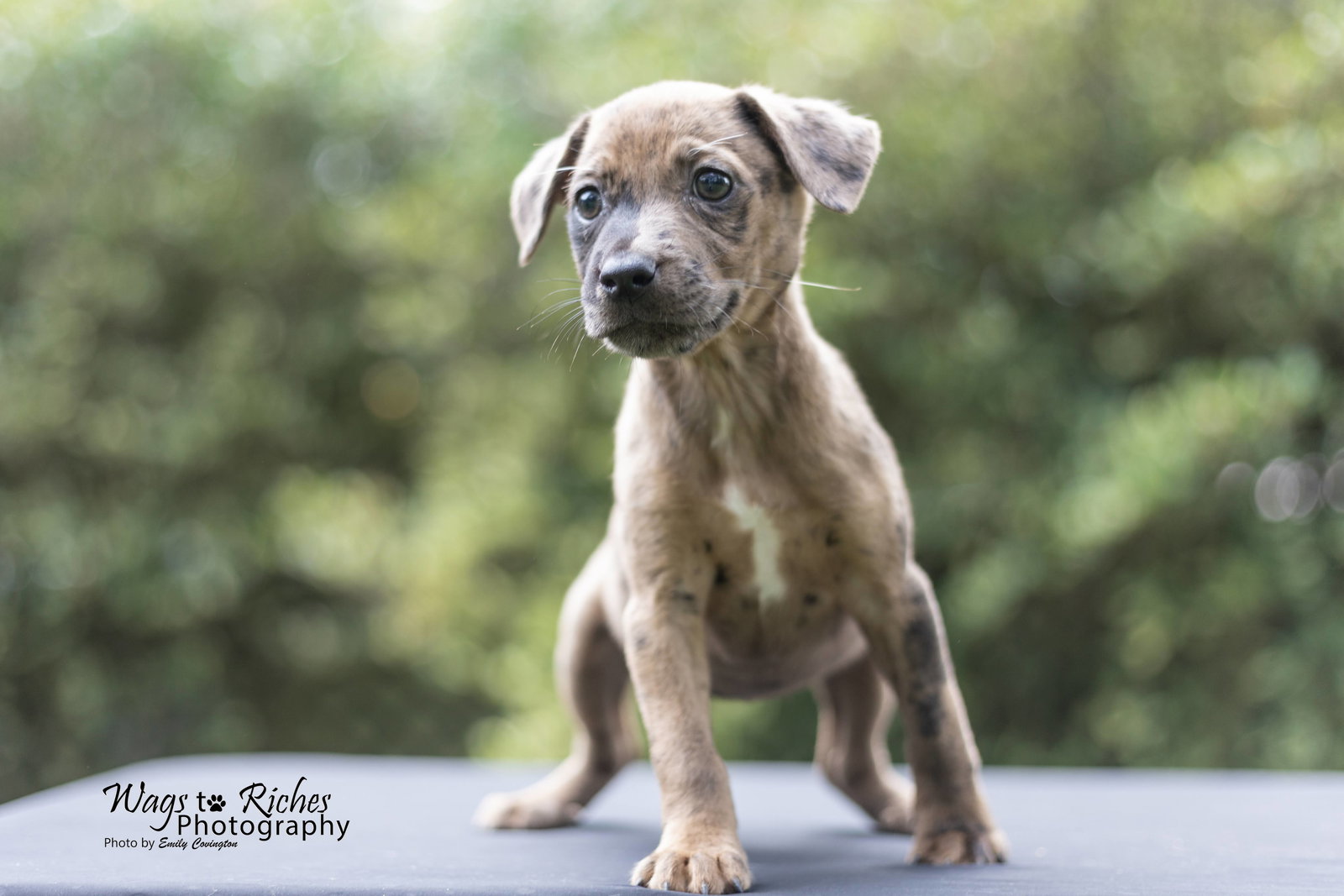 Dog for Adoption - Velma, a Australian Cattle Dog/Blue Heeler in ...