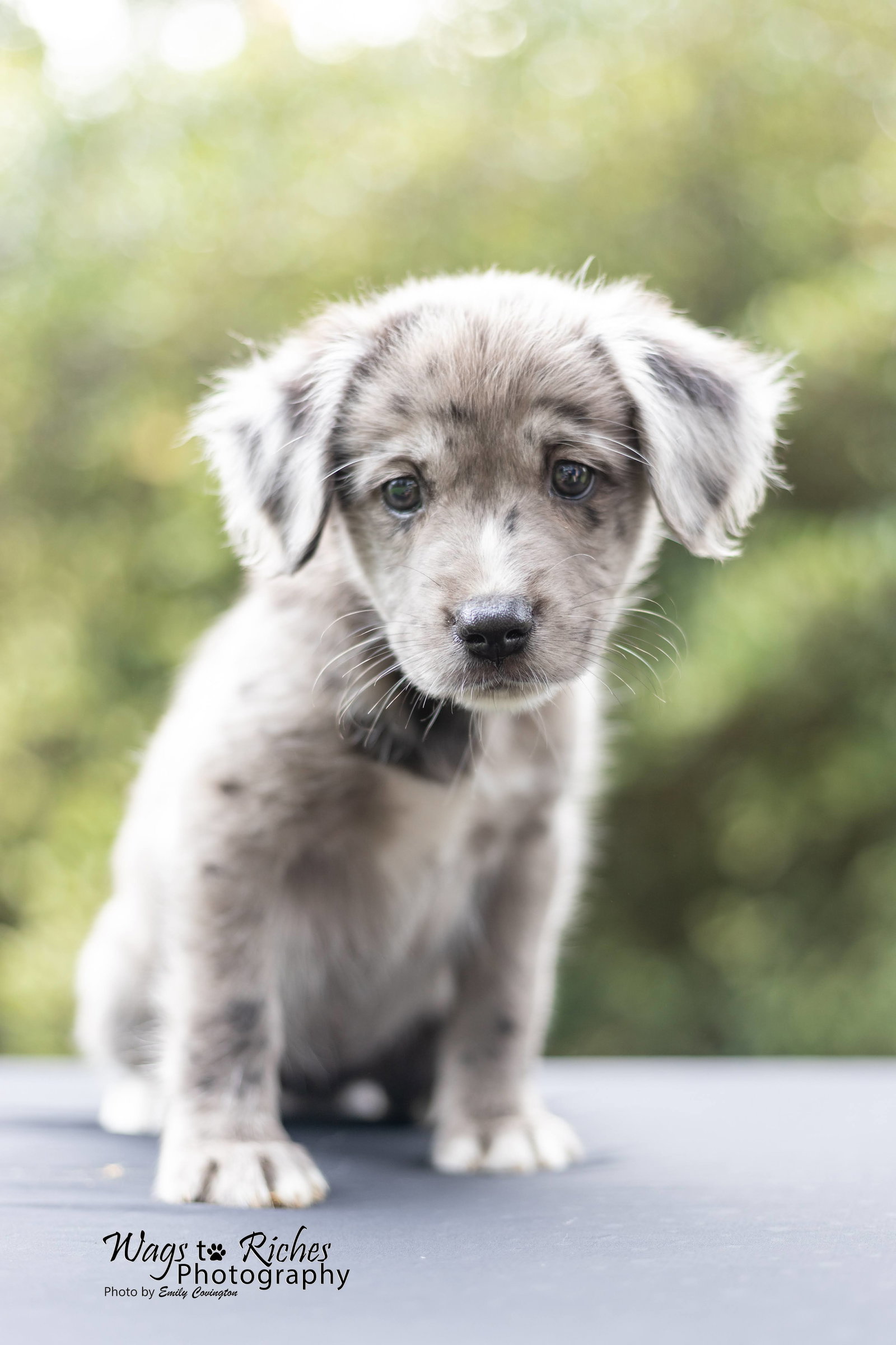 Dog for Adoption - Misty, a Australian Cattle Dog/Blue Heeler in ...