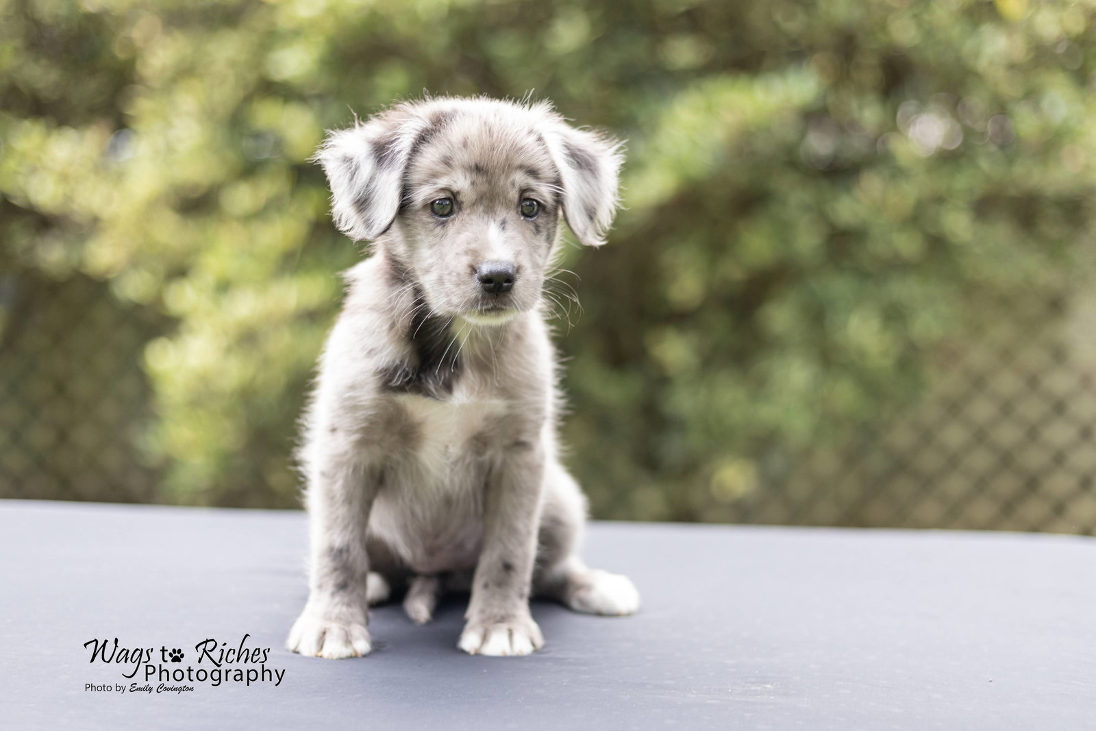 Dog for Adoption - Misty, a Australian Cattle Dog/Blue Heeler in ...