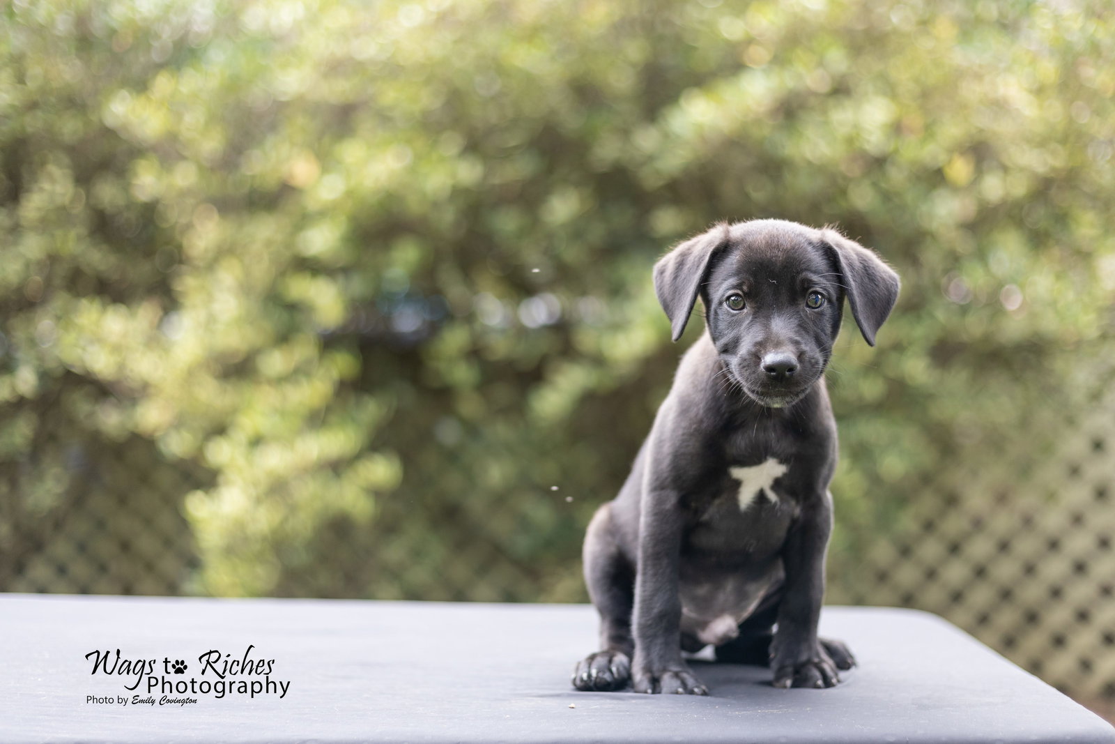 Dog for Adoption - Shaggy, a Australian Cattle Dog/Blue Heeler in ...