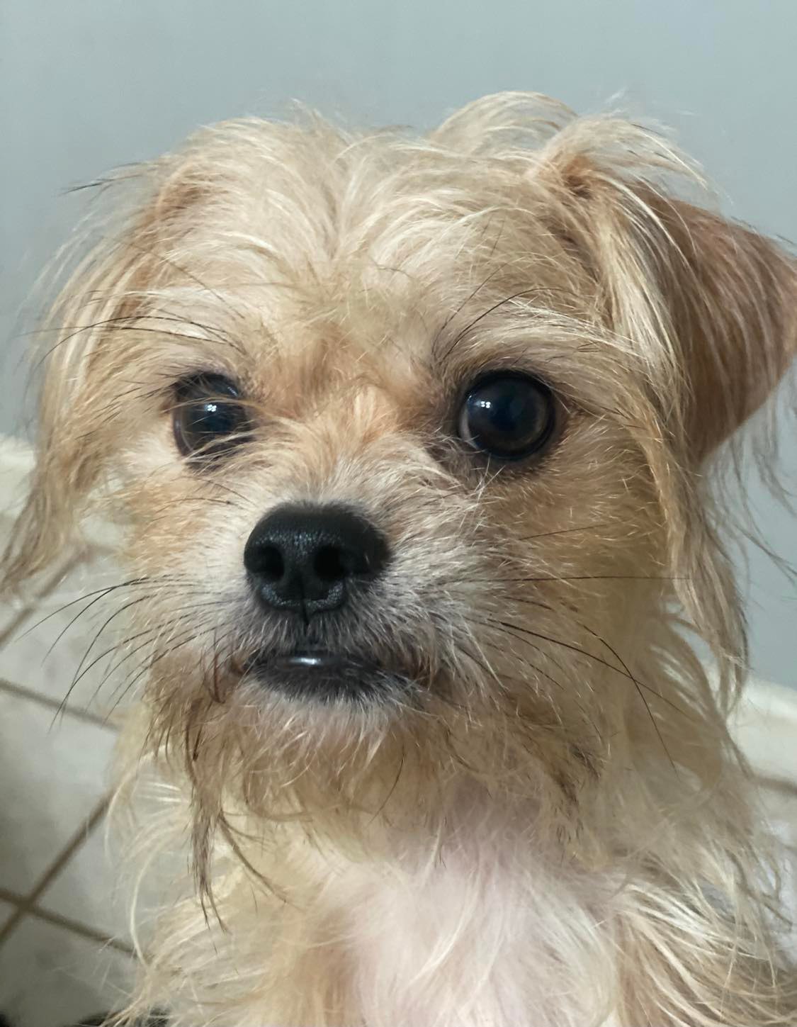 Dog for Adoption - Ray, a Shih Tzu in Alabaster, AL | Alpha Paw