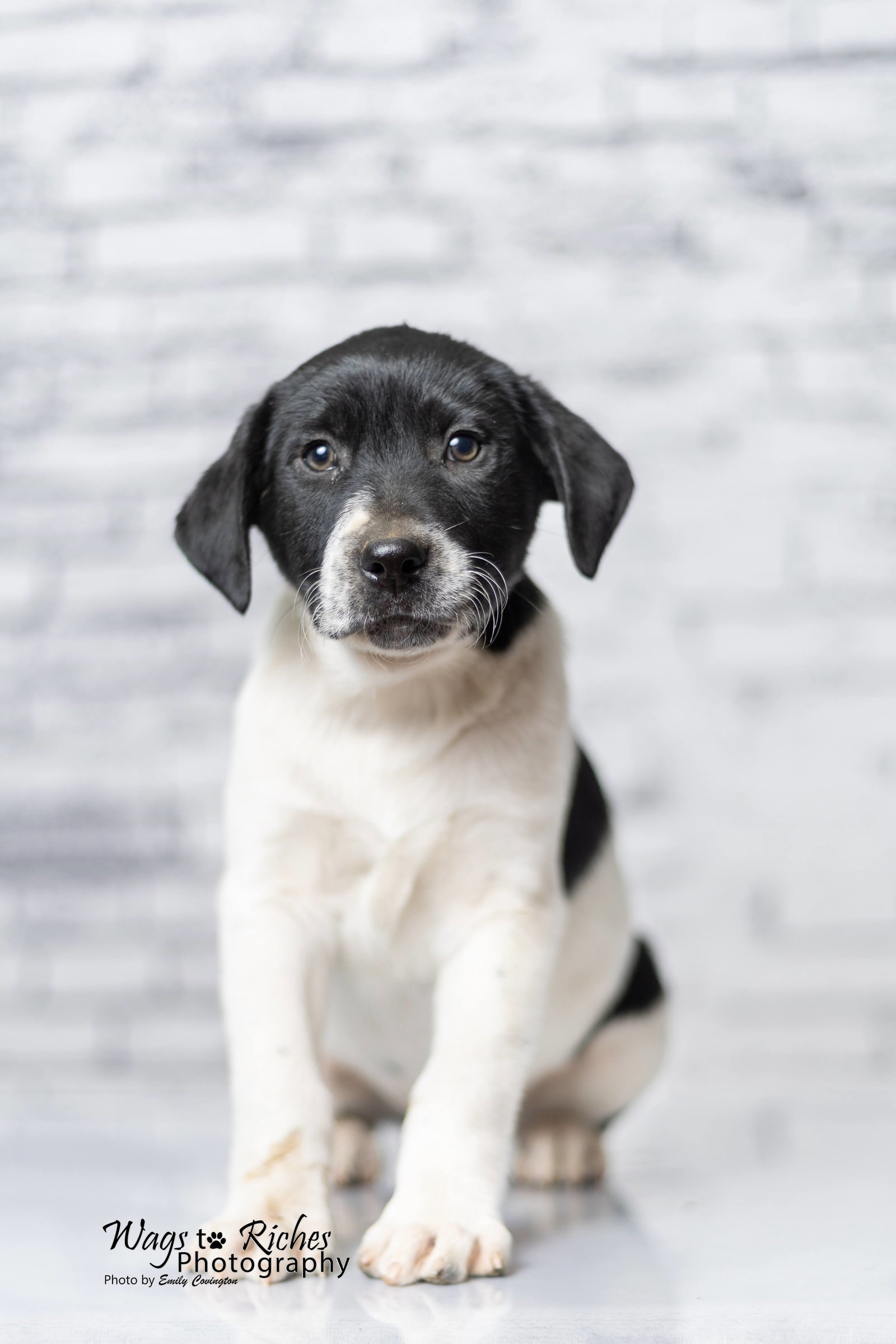 Dog for Adoption - Kevin, a Labrador Retriever in Alabaster, AL | Alpha Paw