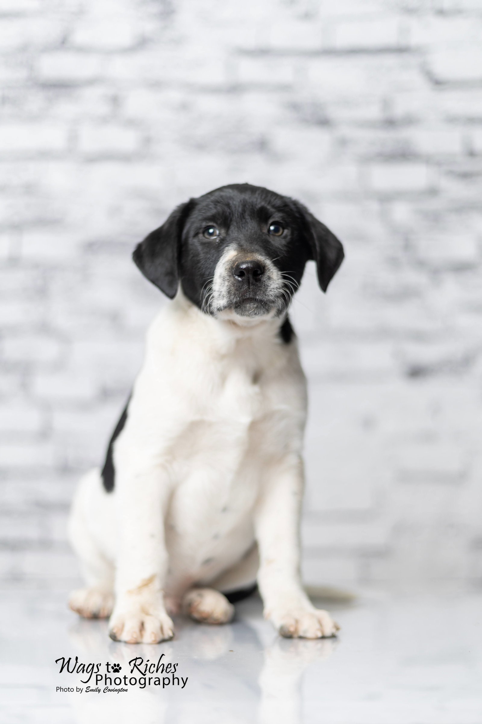 Dog for Adoption - Kevin, a Labrador Retriever in Alabaster, AL | Alpha Paw