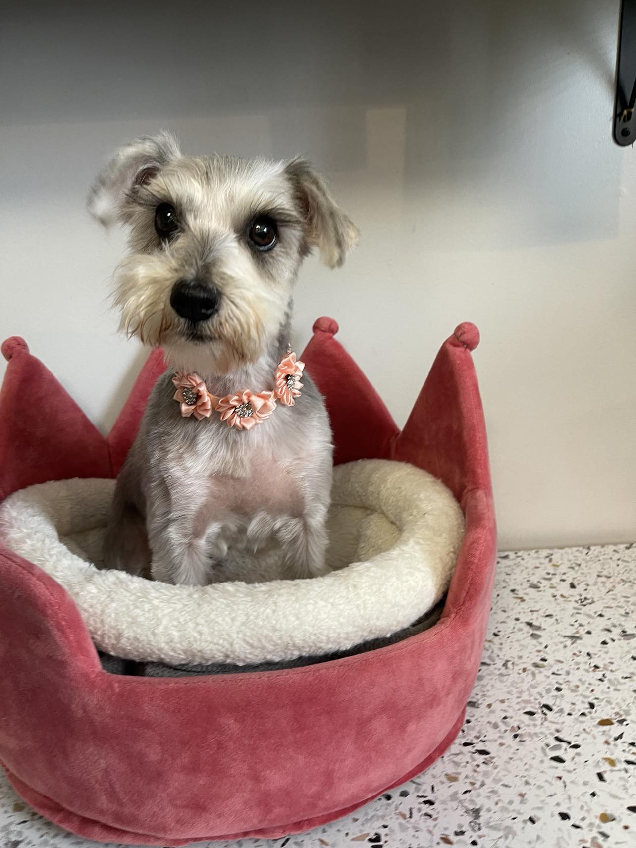 Dog for Adoption - Marcy - NEW, a Miniature Schnauzer in Jefferson ...