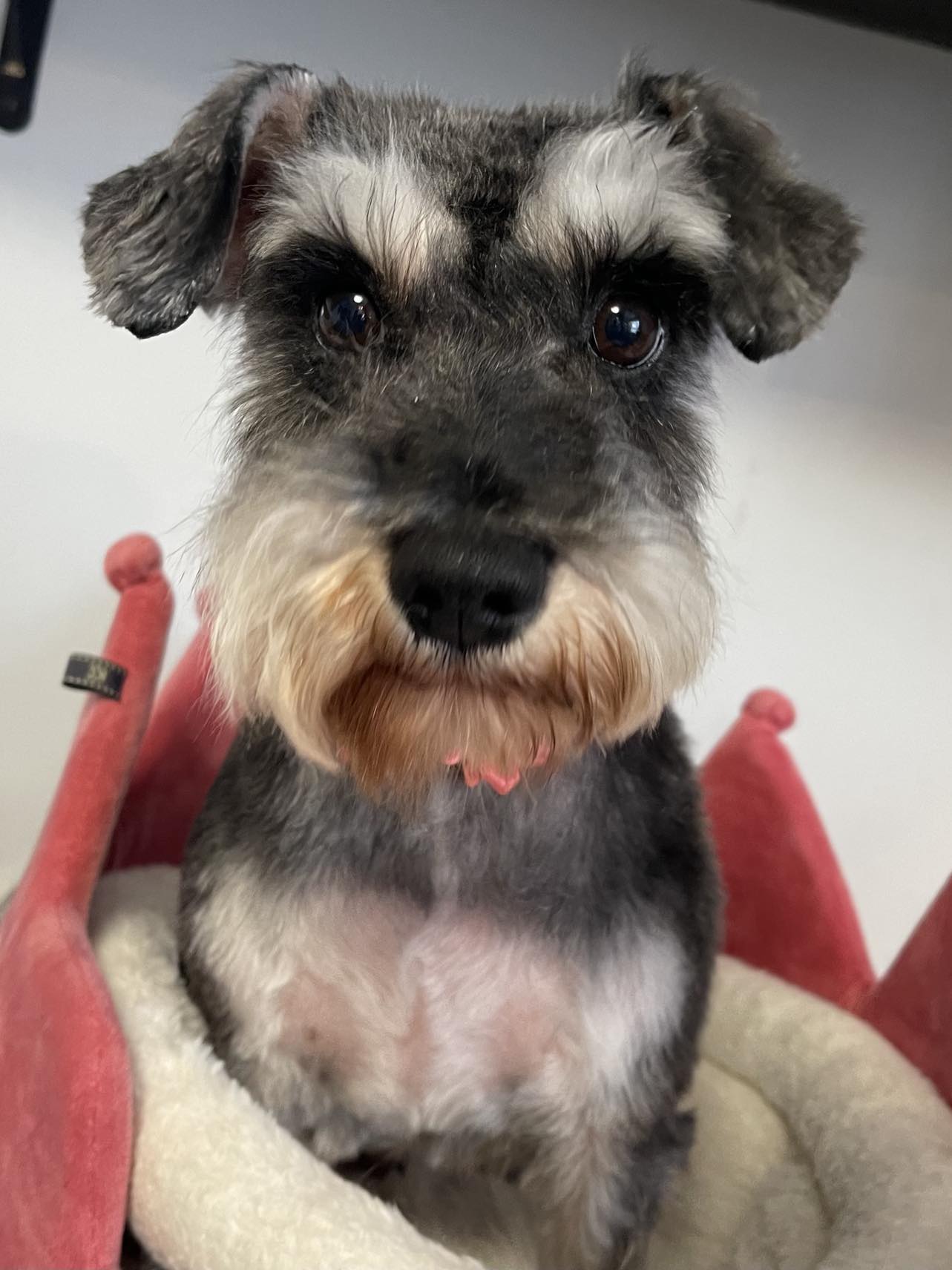 Dog for Adoption - *Millie - NEW, a Miniature Schnauzer in Dora, AL ...
