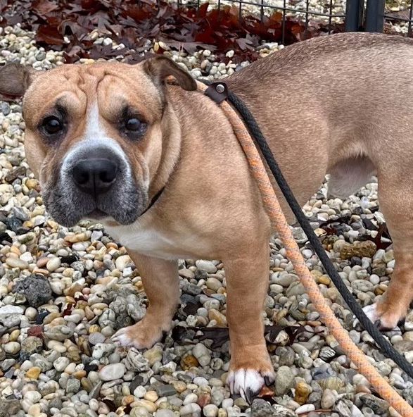 Dog for Adoption - Walleigh NJ, a Shar Pei in Maspeth, NY | Alpha Paw