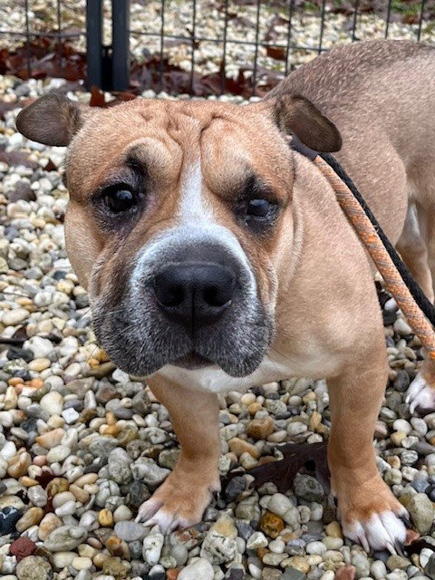 Dog for Adoption - Walleigh NJ, a Shar Pei in Maspeth, NY | Alpha Paw