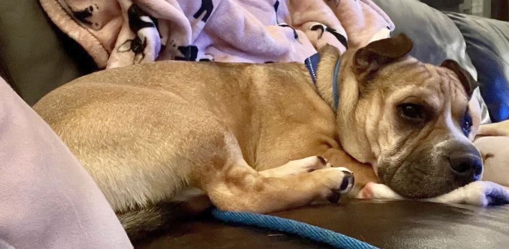 Dog for Adoption - Walleigh NJ, a Shar Pei in Maspeth, NY | Alpha Paw