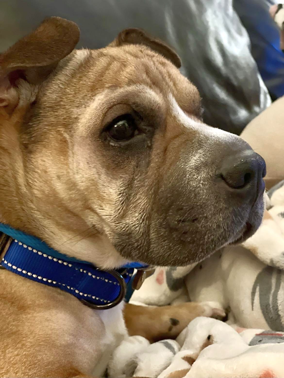 Dog for Adoption - Walleigh NJ, a Shar Pei in Maspeth, NY | Alpha Paw