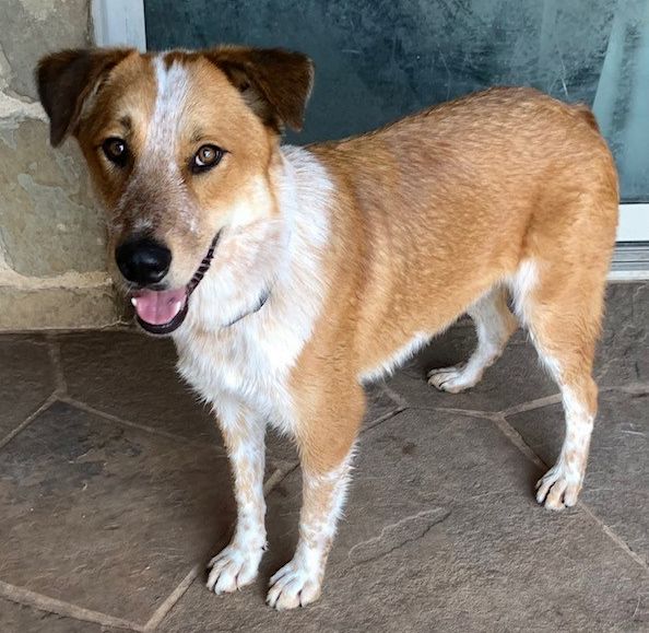 Dog for Adoption - XP Ferris in Texas, a Border Collie in Metuchen, NJ ...
