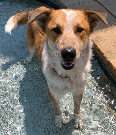 Dog for Adoption - XP Ferris in Texas, a Border Collie in Bayonne, NJ ...