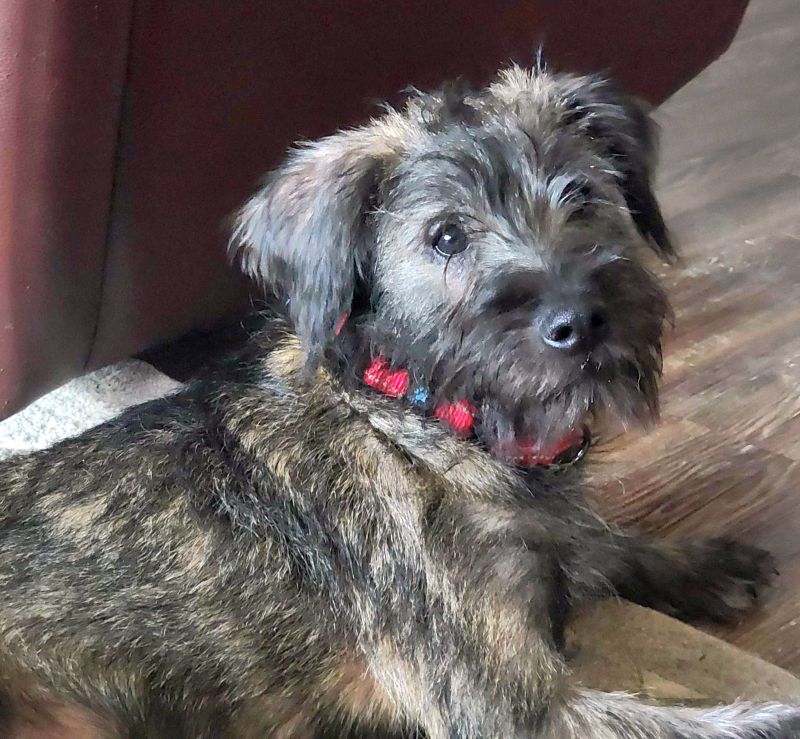 Dog for Adoption - Schnitzel TX, a Schnauzer in Queens, NY | Alpha Paw
