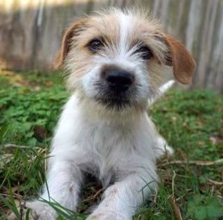 Dog for Adoption - Spud TX, a Terrier in Verplanck, NY | Alpha Paw