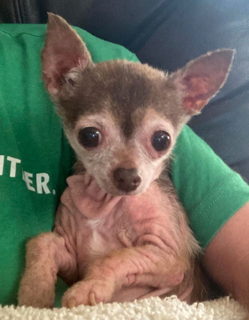 Dog for Adoption - Tahini TX, a Chihuahua in Maspeth, NY | Alpha Paw