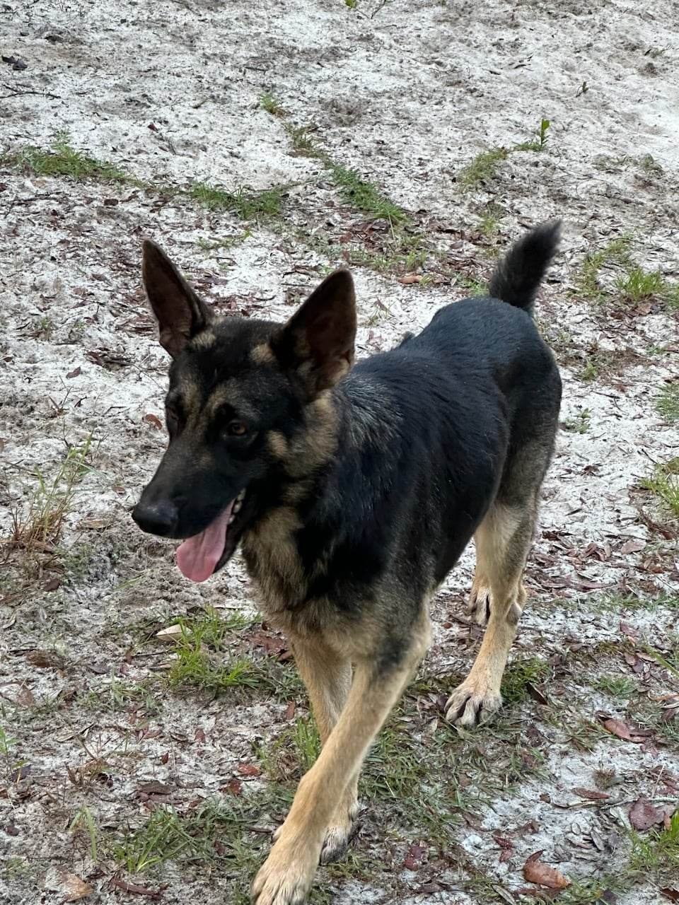Dog for Adoption - Lobo 3005, a German Shepherd Dog in Wellington, FL ...
