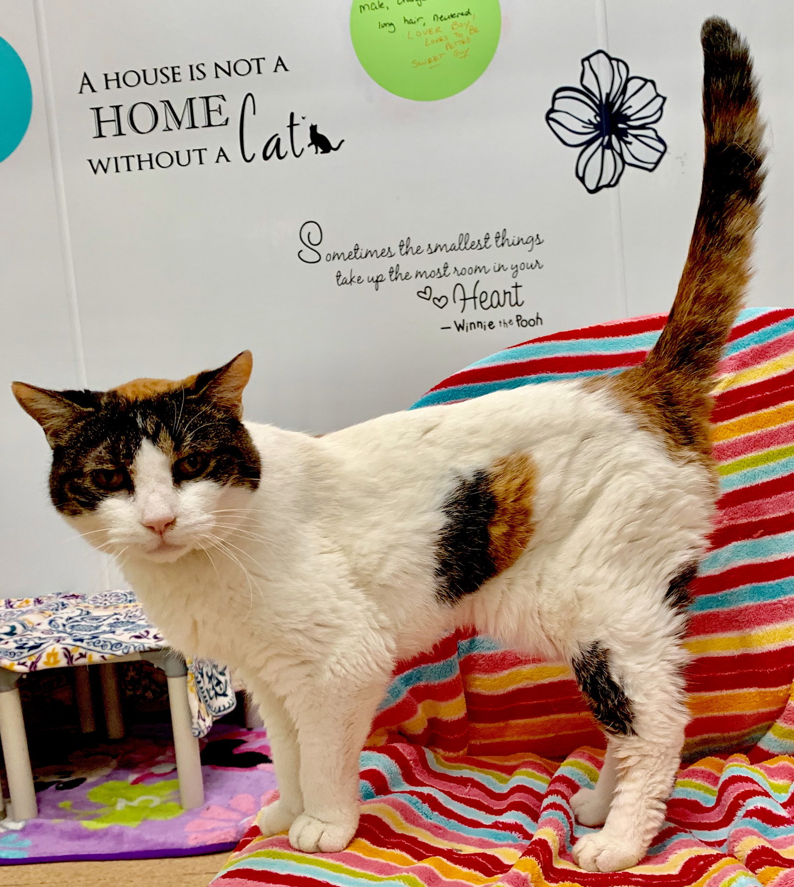 Cat adoption in VAB, VA 23451: Calico Cat "1906-1623 Bailey UPDATE"