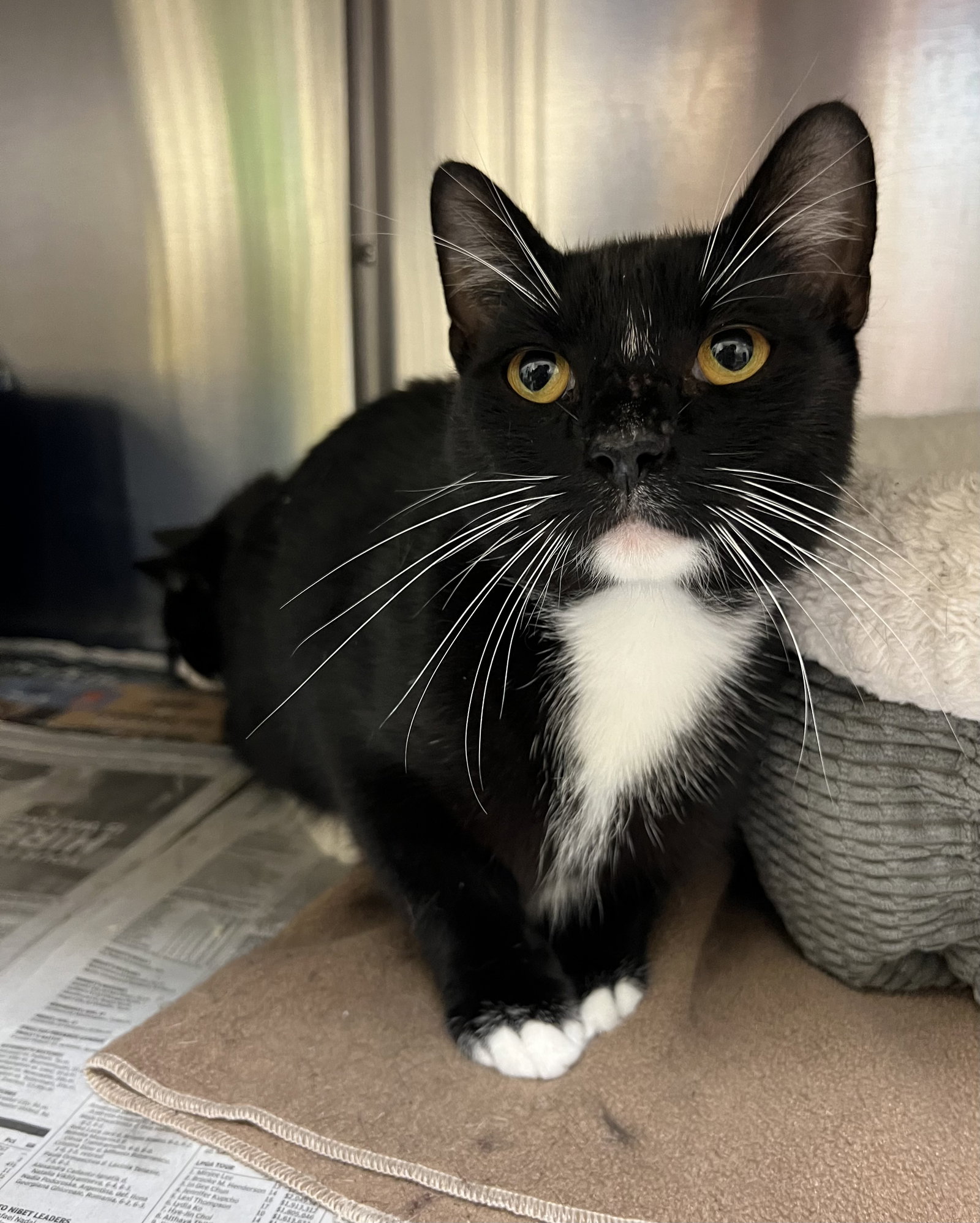 Cats for Adoption in City Of Williamsburg, Virginia | Alpha Paw