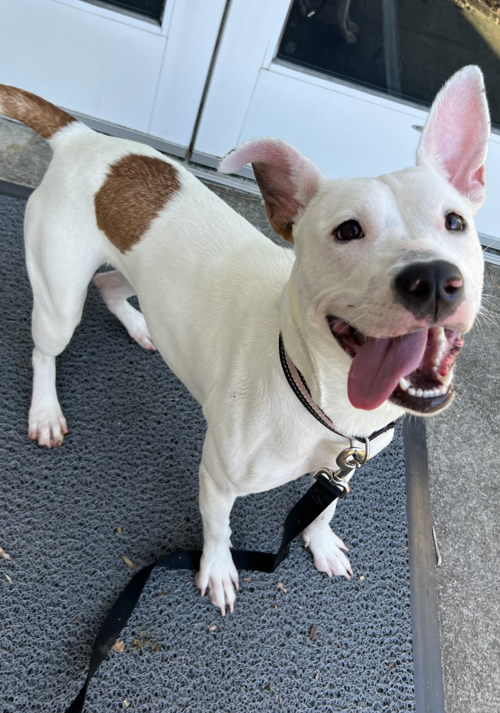 Dog for Adoption - 2210-1513 Hocus Pocus, a Pit Bull Terrier in ...