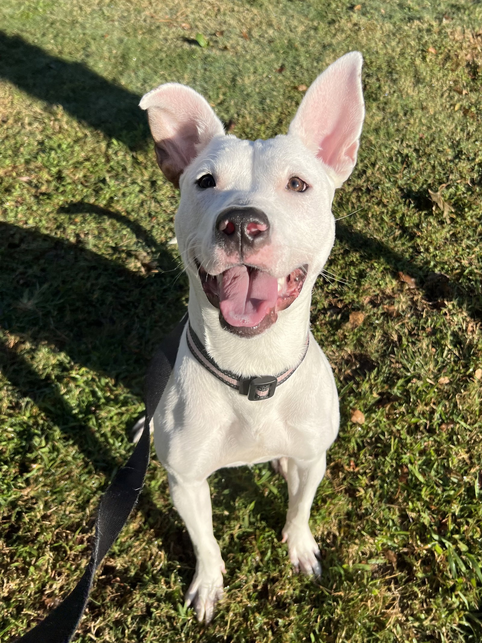 Dog for Adoption - 2210-1513 Hocus Pocus, a Pit Bull Terrier in ...