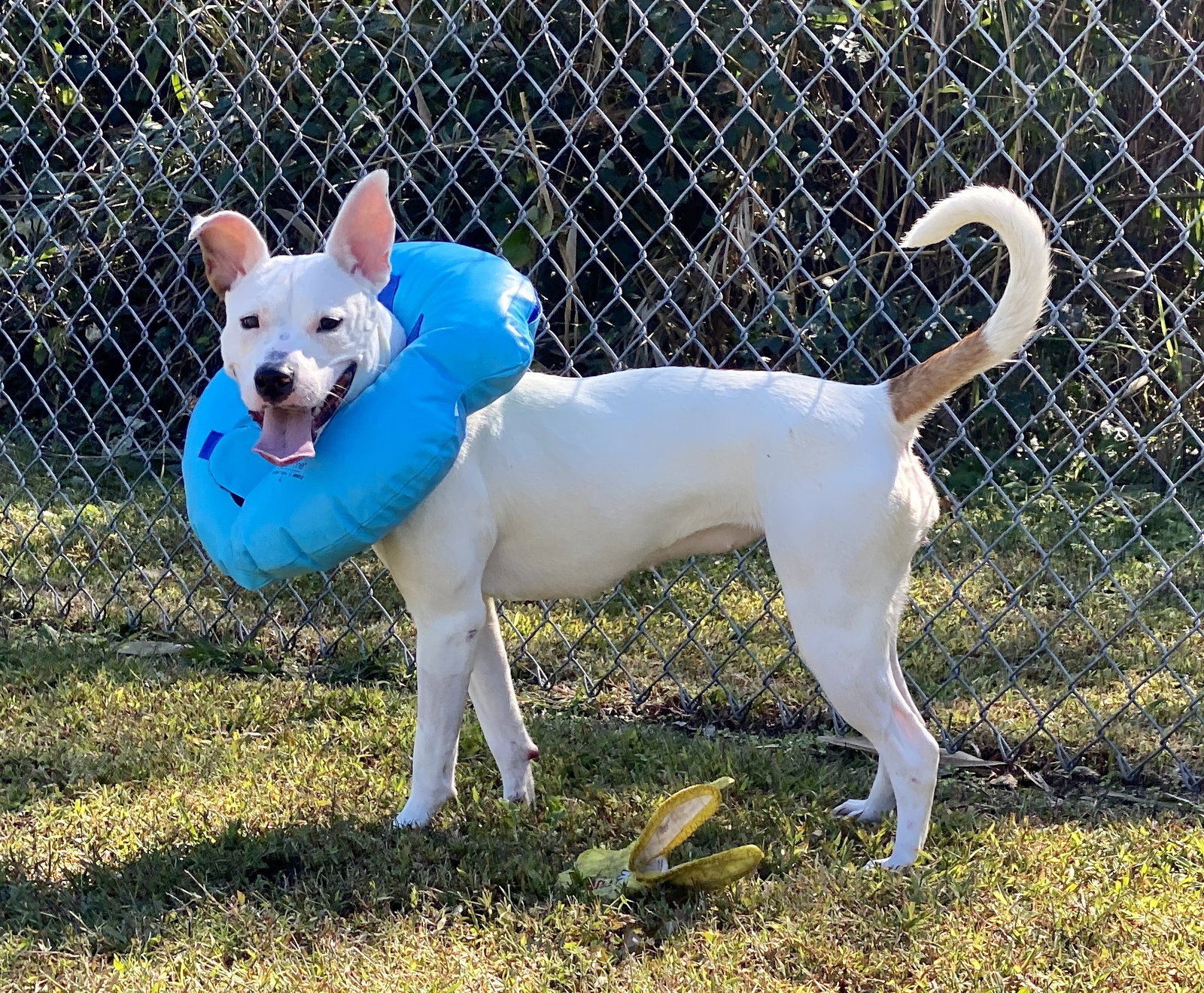 Dog for Adoption - 2210-1513 Hocus Pocus, a Pit Bull Terrier in ...