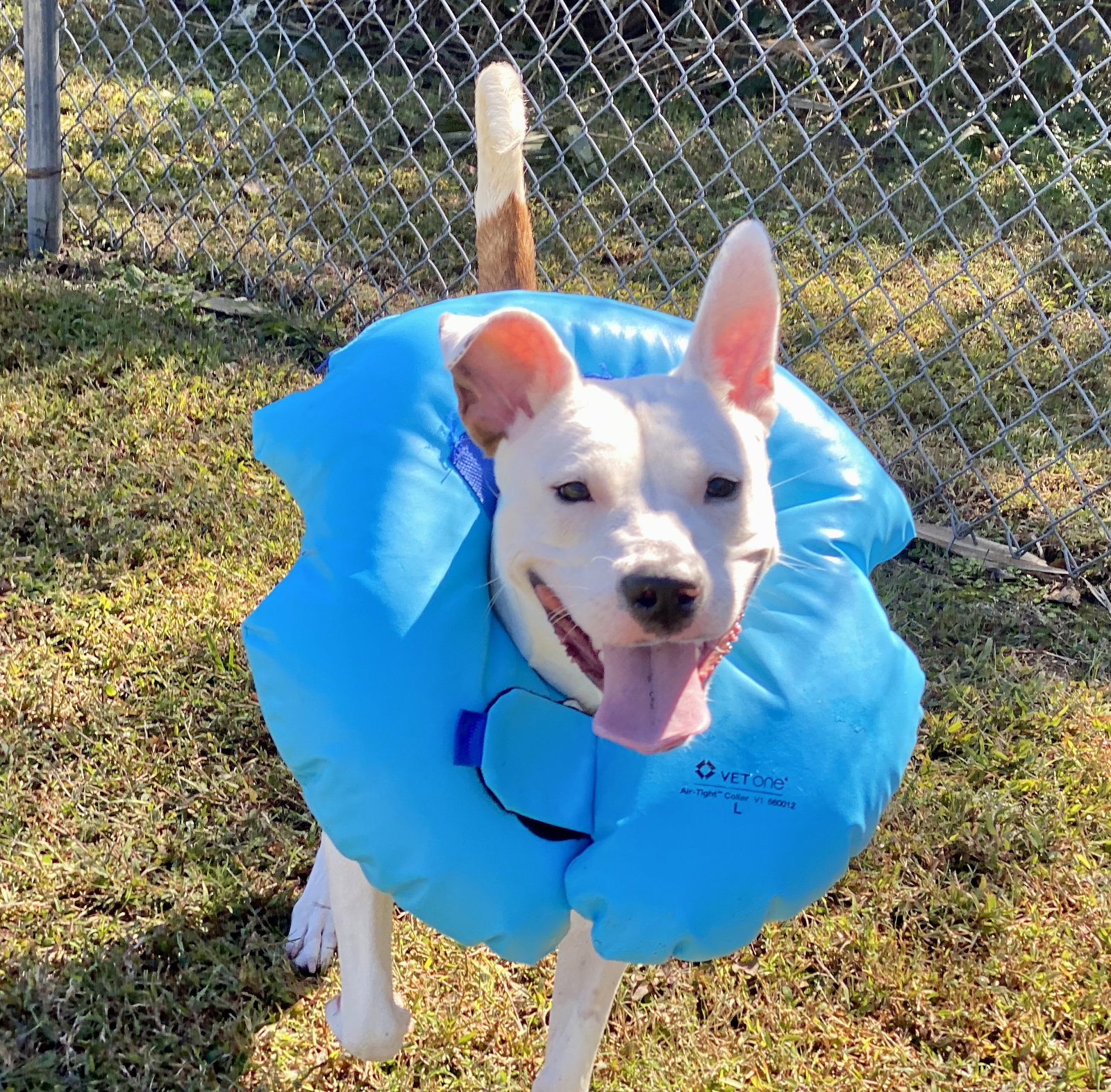 Dog for Adoption - 2210-1513 Hocus Pocus, a Pit Bull Terrier in ...