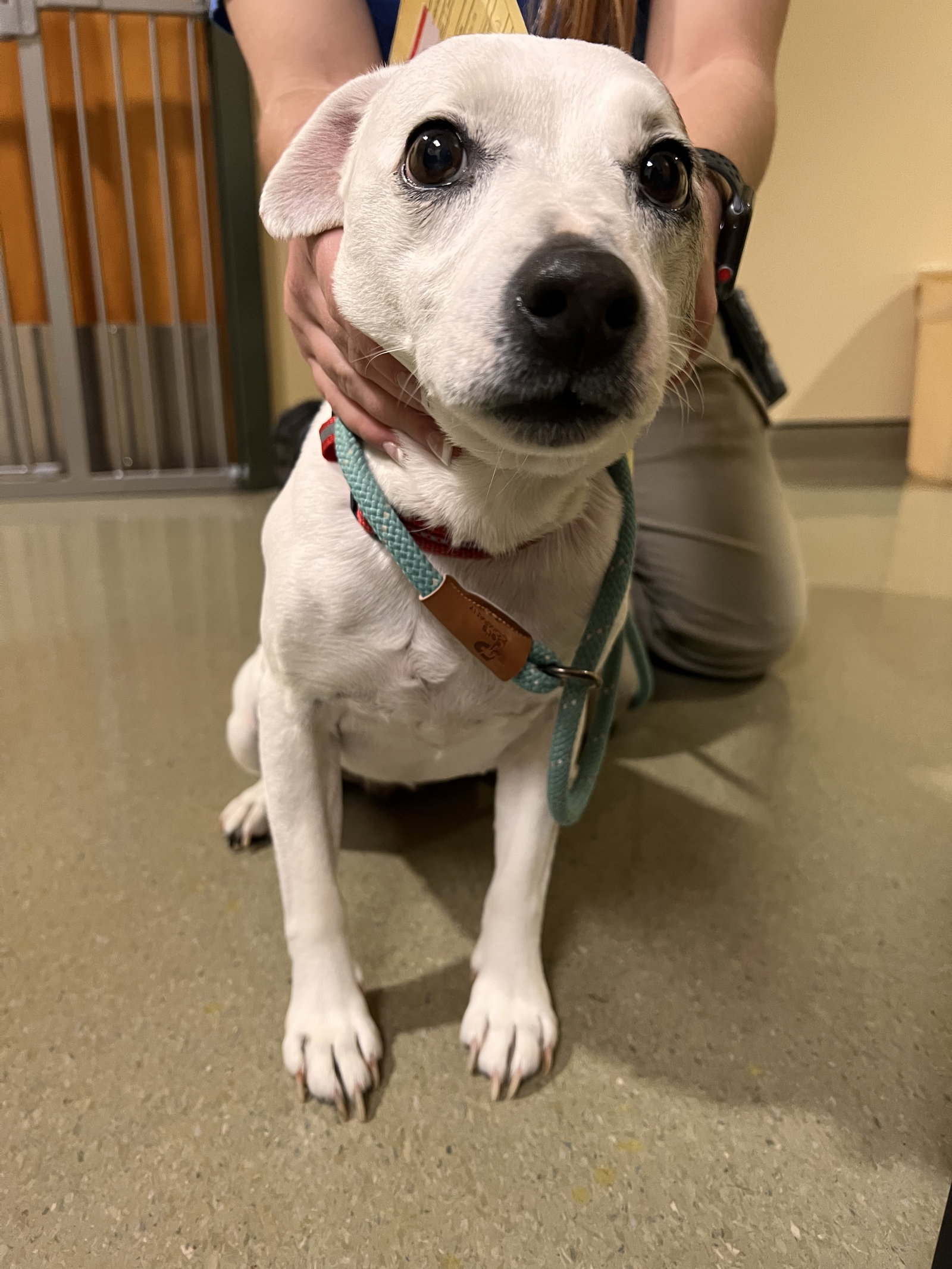 Dog for Adoption - 2210-0617 Diamond, a Jack Russell Terrier in ...