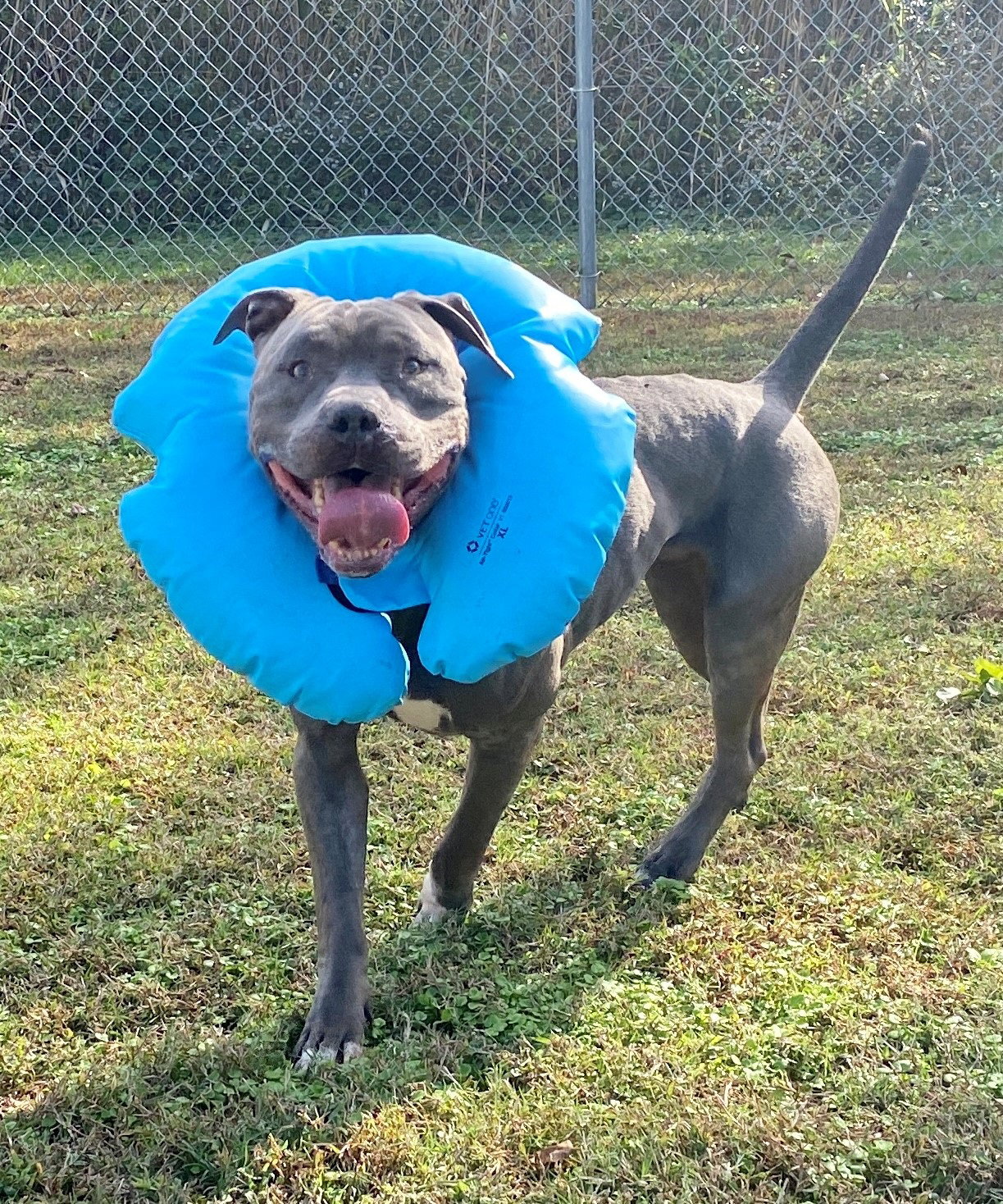 Dog for Adoption - 2210-0810 Chainsaw, a Pit Bull Terrier in Elizabeth ...