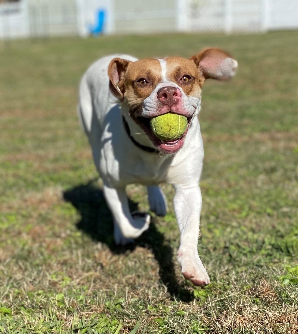 Dog for Adoption - 2211-0272 Columbus, a in Virginia Beach, VA | Alpha Paw