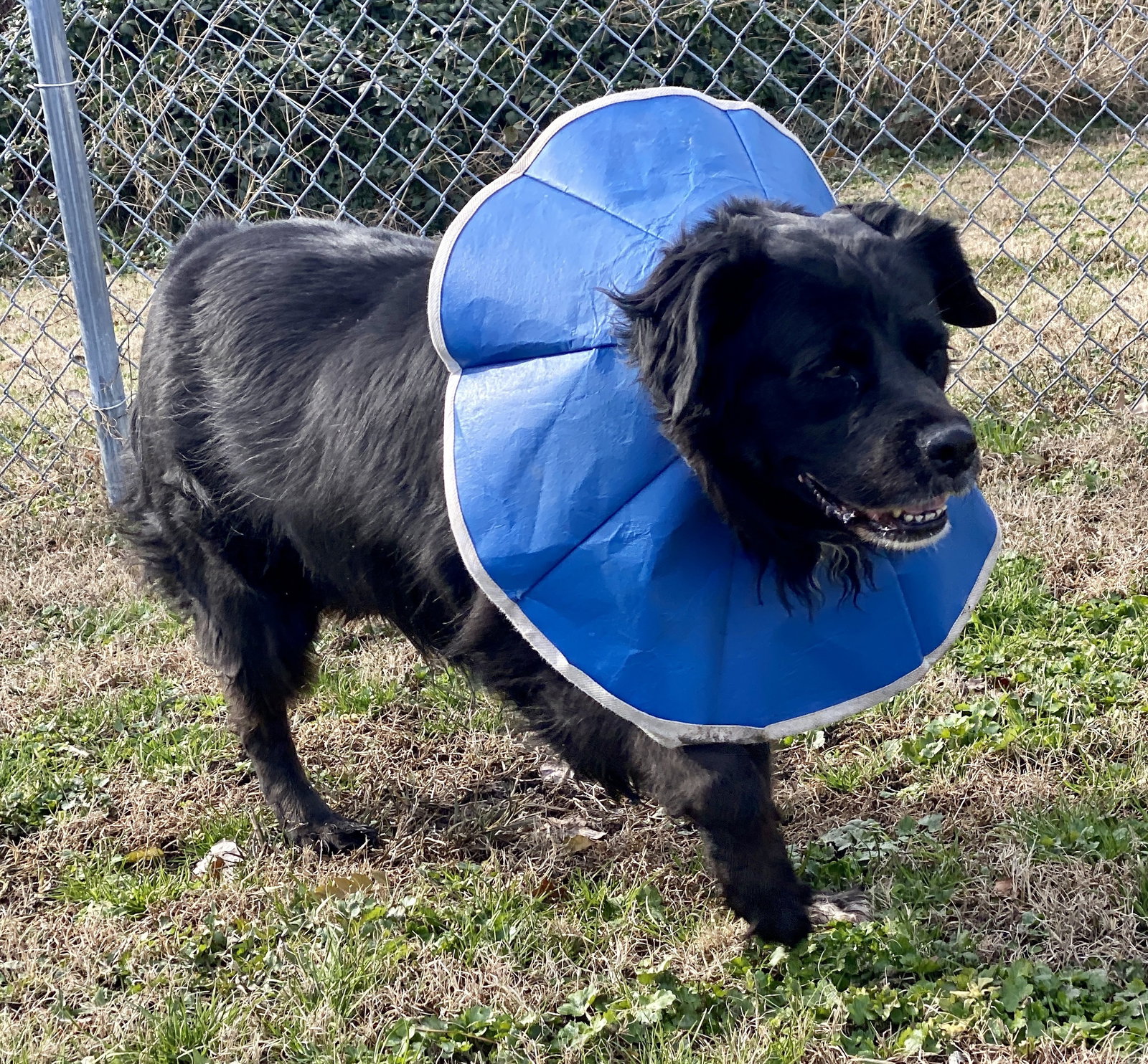 Dog for Adoption - 2212-0332 Amaya, a in Virginia Beach, VA | Alpha Paw