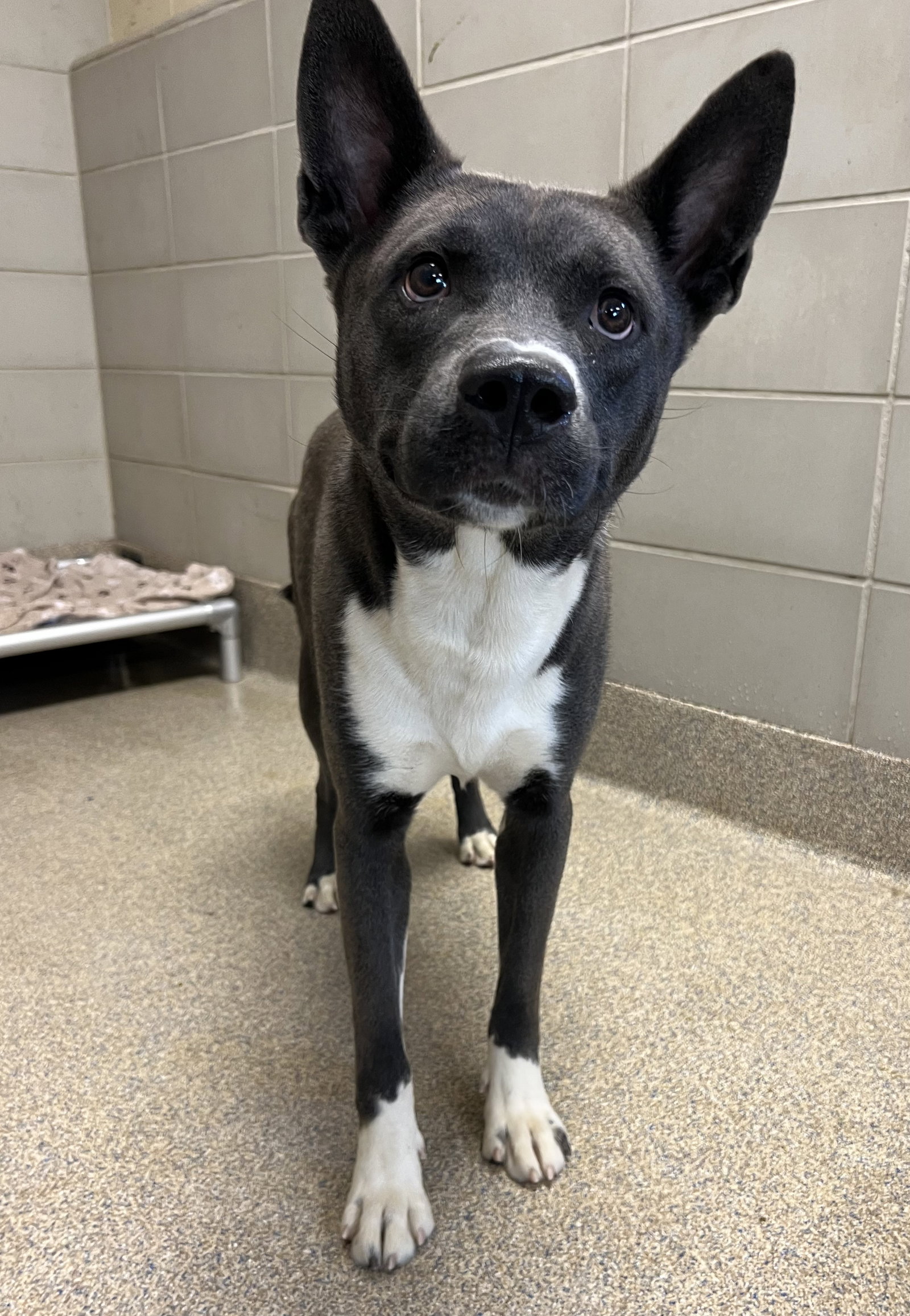 Dog for Adoption - 2212-1583 Leo, a Husky in Virginia Beach, VA | Alpha Paw