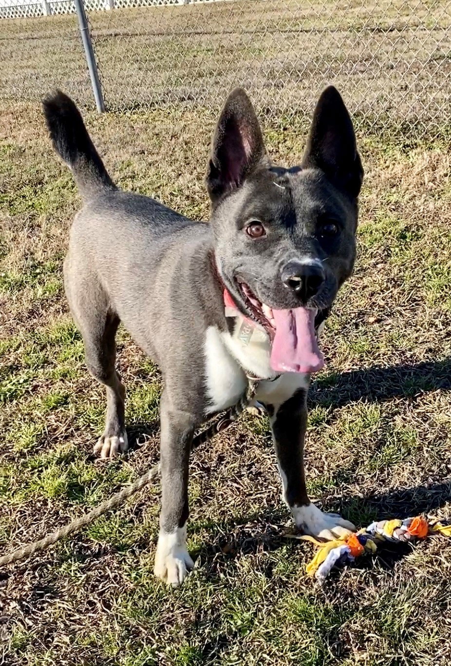 Dog for Adoption - 2212-1583 Leo, a Husky in Virginia Beach, VA | Alpha Paw
