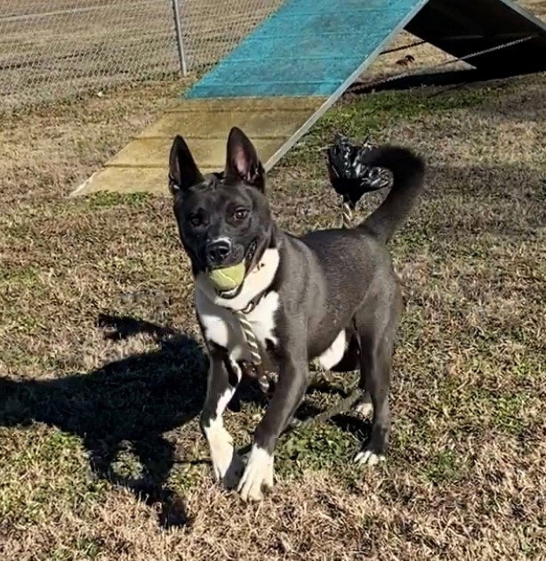Dog for Adoption - 2212-1583 Leo, a Husky in Virginia Beach, VA | Alpha Paw