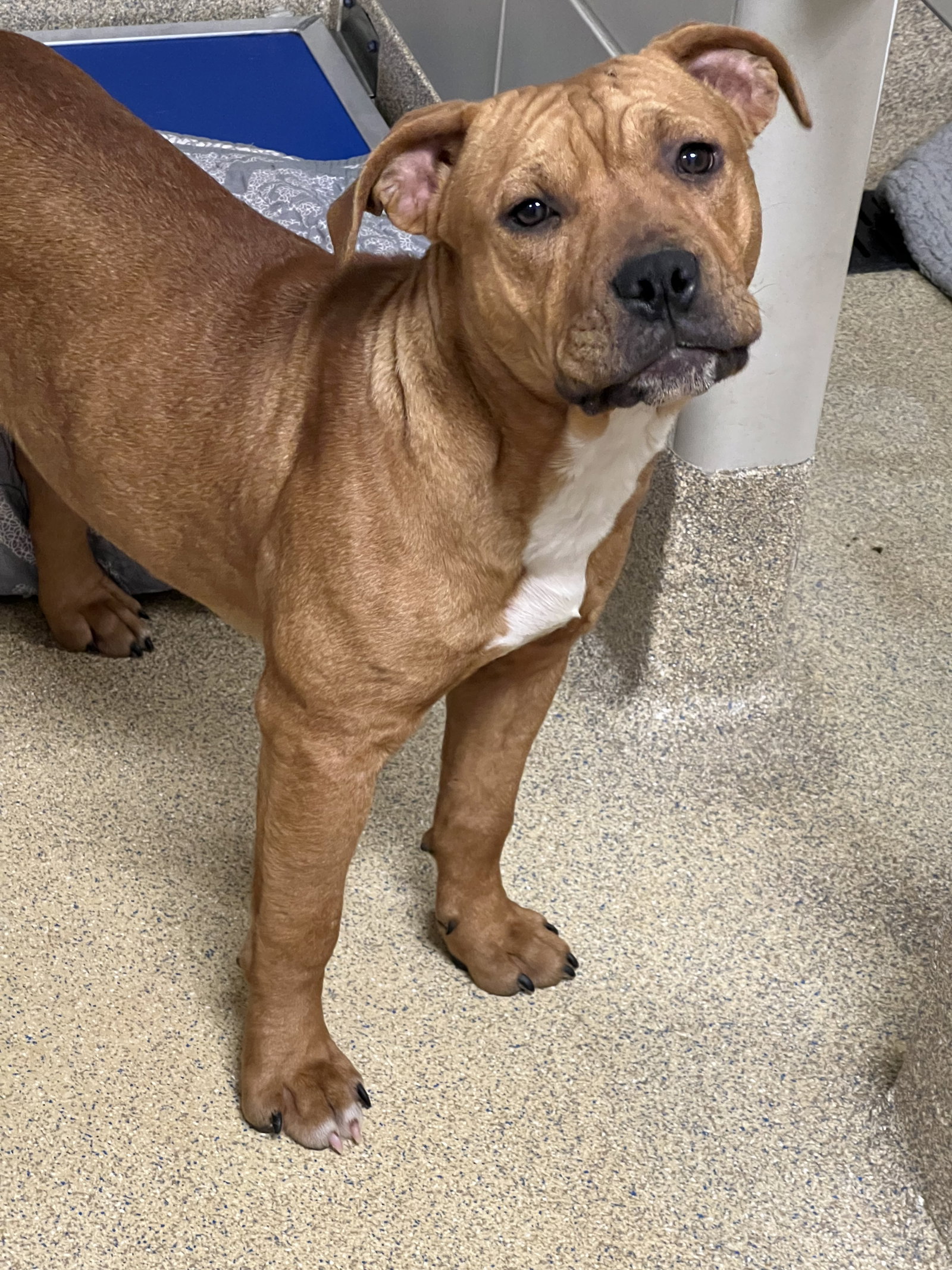 Dog for Adoption - 2302-1550 Honey, a Pit Bull Terrier in Newport News ...