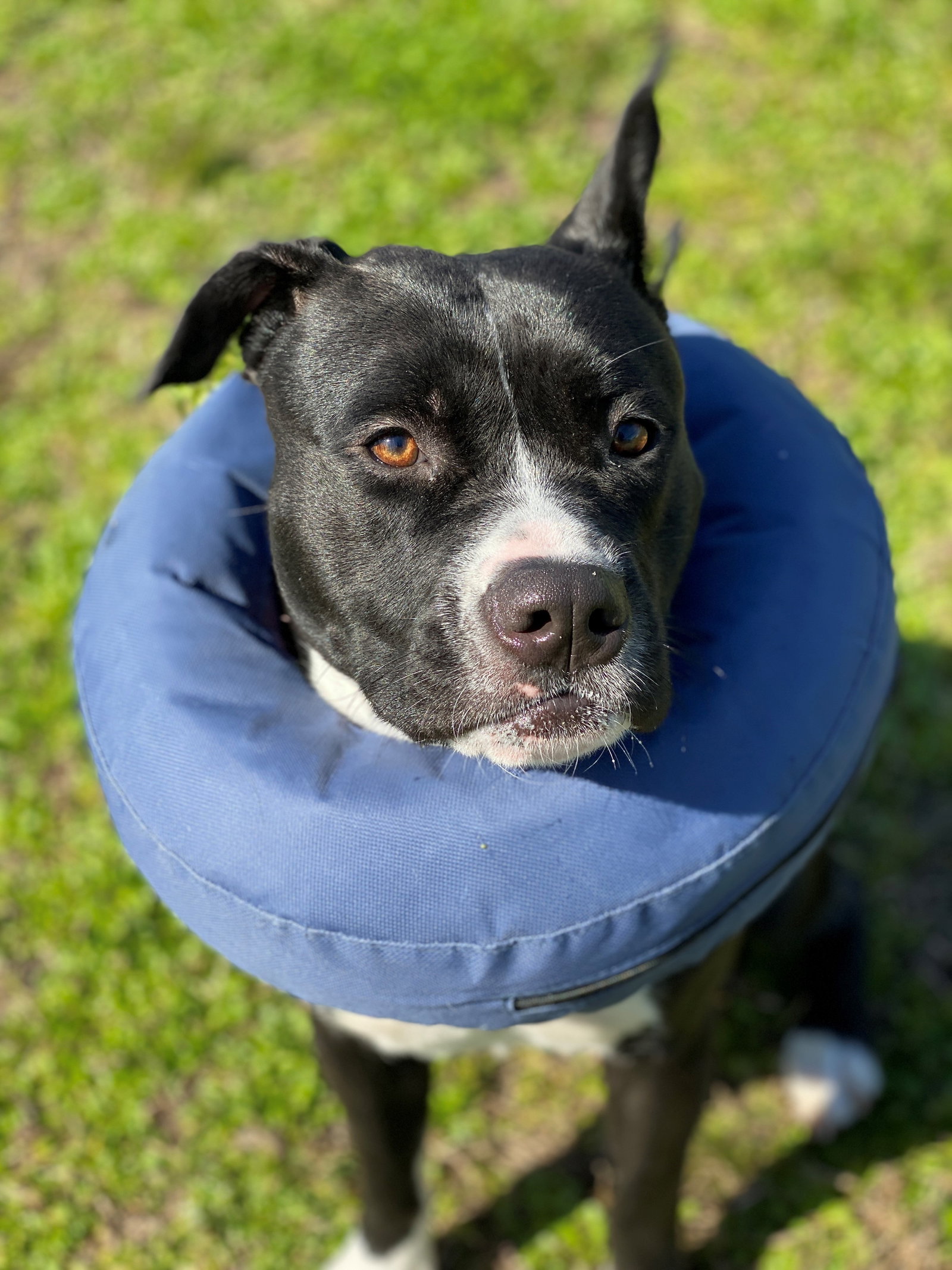 Dog for Adoption - 2302-1660 Harlem, a Pit Bull Terrier in Currituck ...