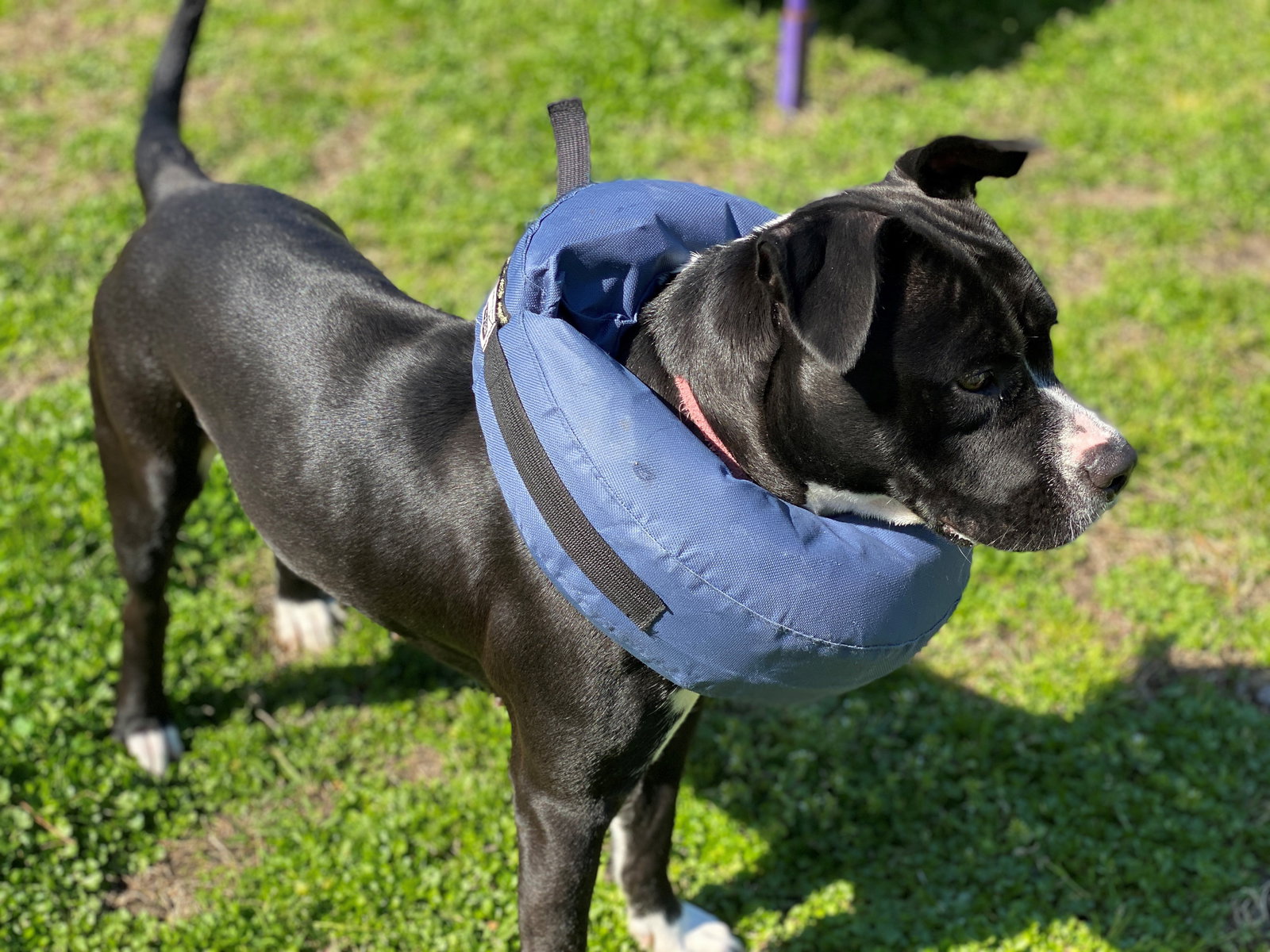 Dog for Adoption - 2302-1660 Harlem, a Pit Bull Terrier in Currituck ...
