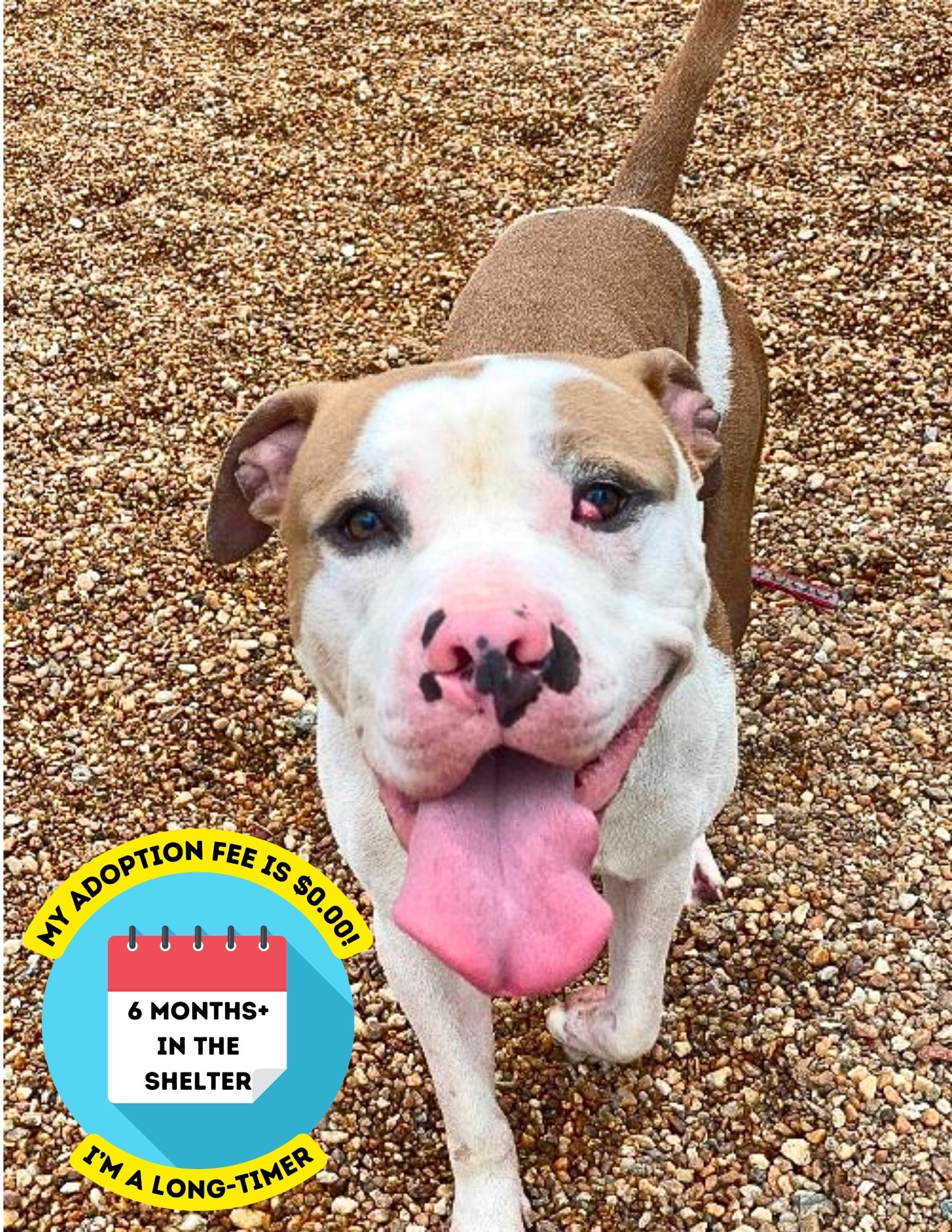 Dog adoption in VAB, VA 23451: Pit Bull Terrier (short coat) Dog "2303 ...
