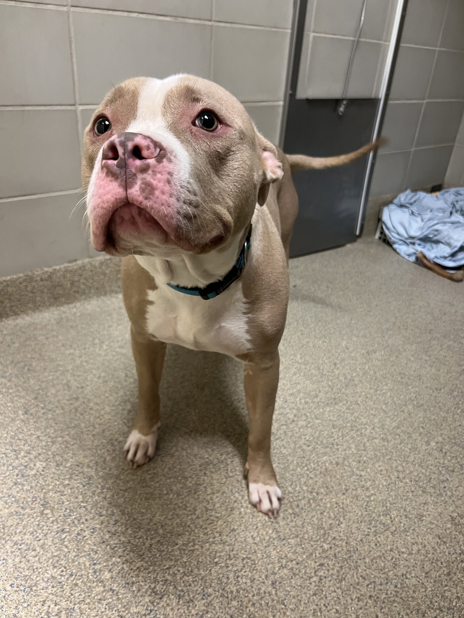 Dog for Adoption - 2304-1525 Zuri, a Pit Bull Terrier in Gloucester ...
