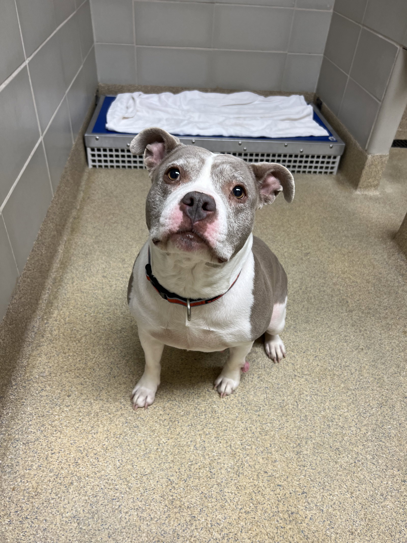 Dog for Adoption - 2304-0914 Precious, a Pit Bull Terrier in City Of Williamsburg, VA | Alpha Paw