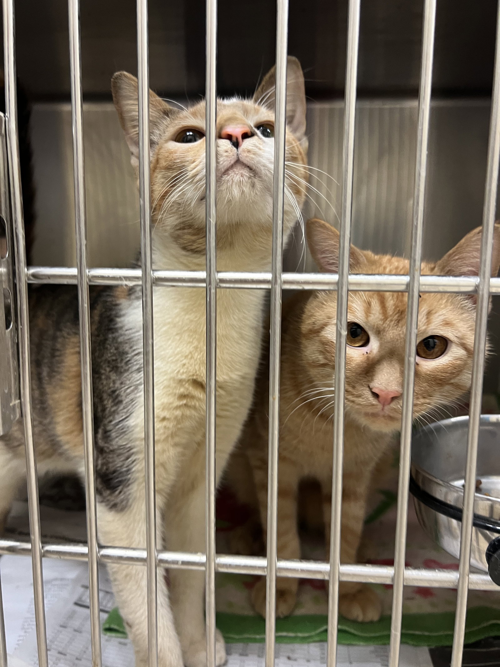 Cats for Adoption in Virginia Beach, Virginia | Alpha Paw