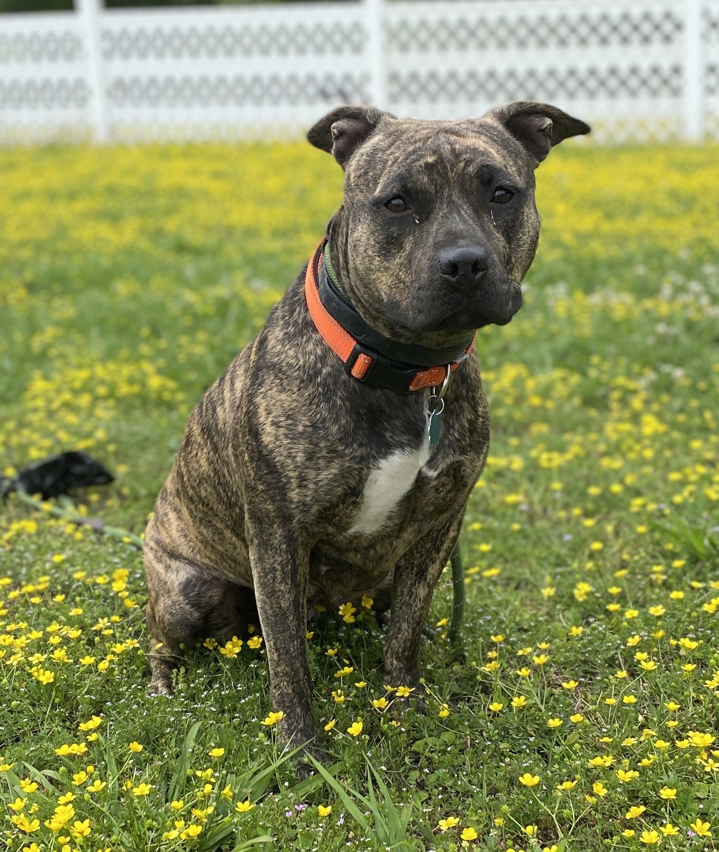 Dog for Adoption - 2310-1502 Star, a Pit Bull Terrier in Camden County ...