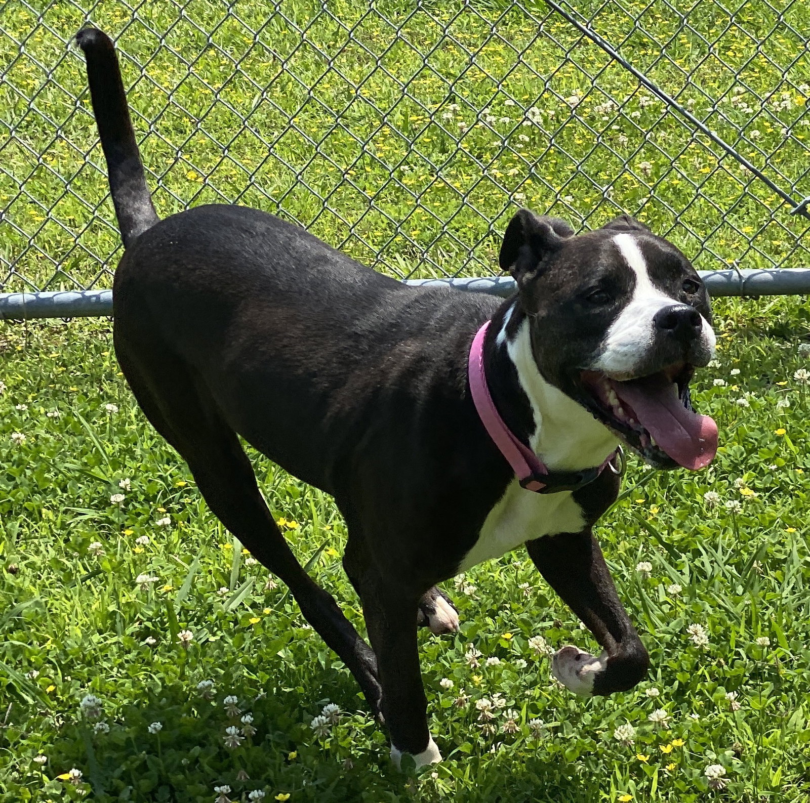 Dog for Adoption - 2306-1525 Jimma, a in Chesapeake, VA | Alpha Paw