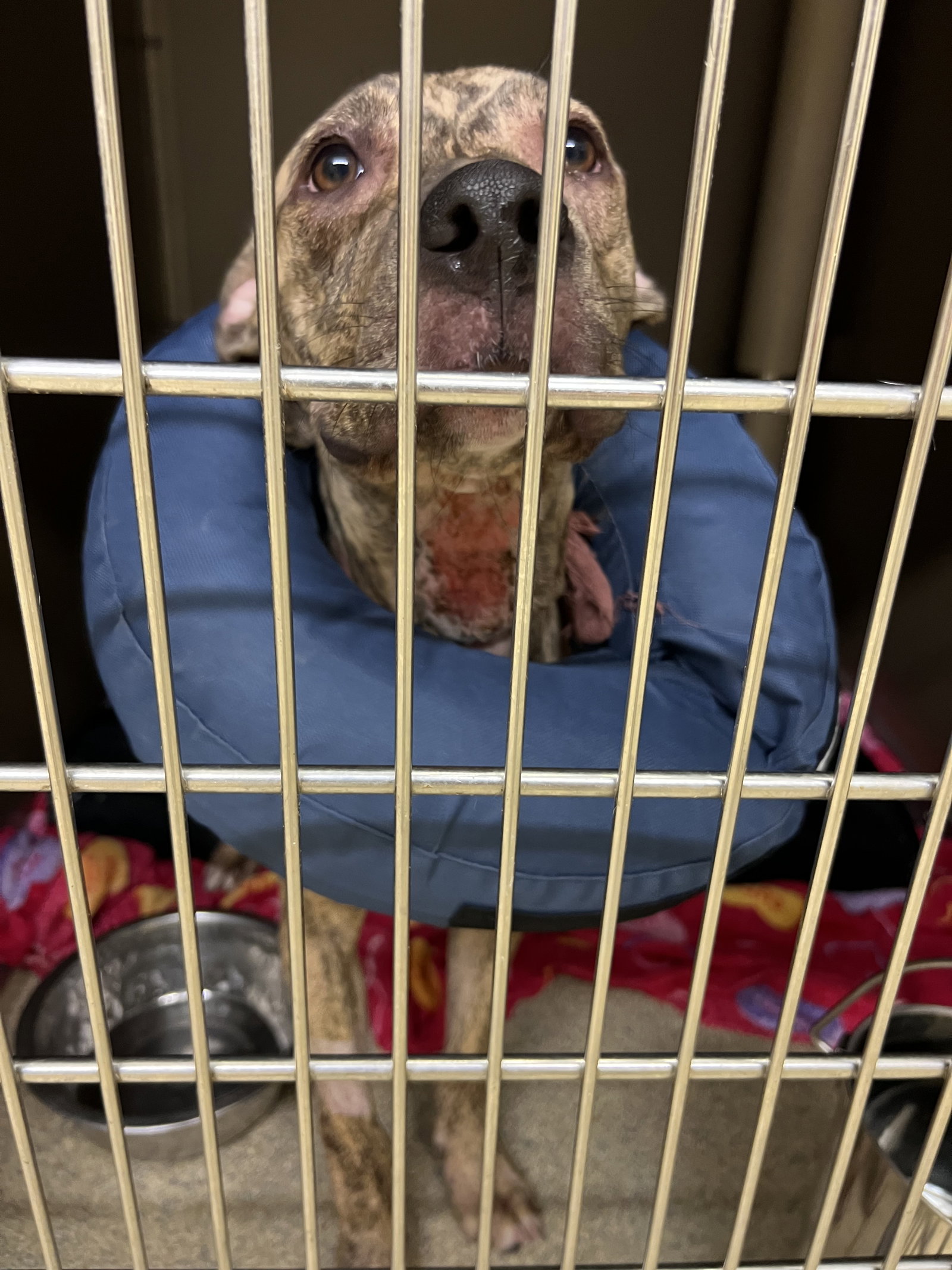 Dog for Adoption - 2309-0238 Dime, a Pit Bull Terrier in Williamsburg ...