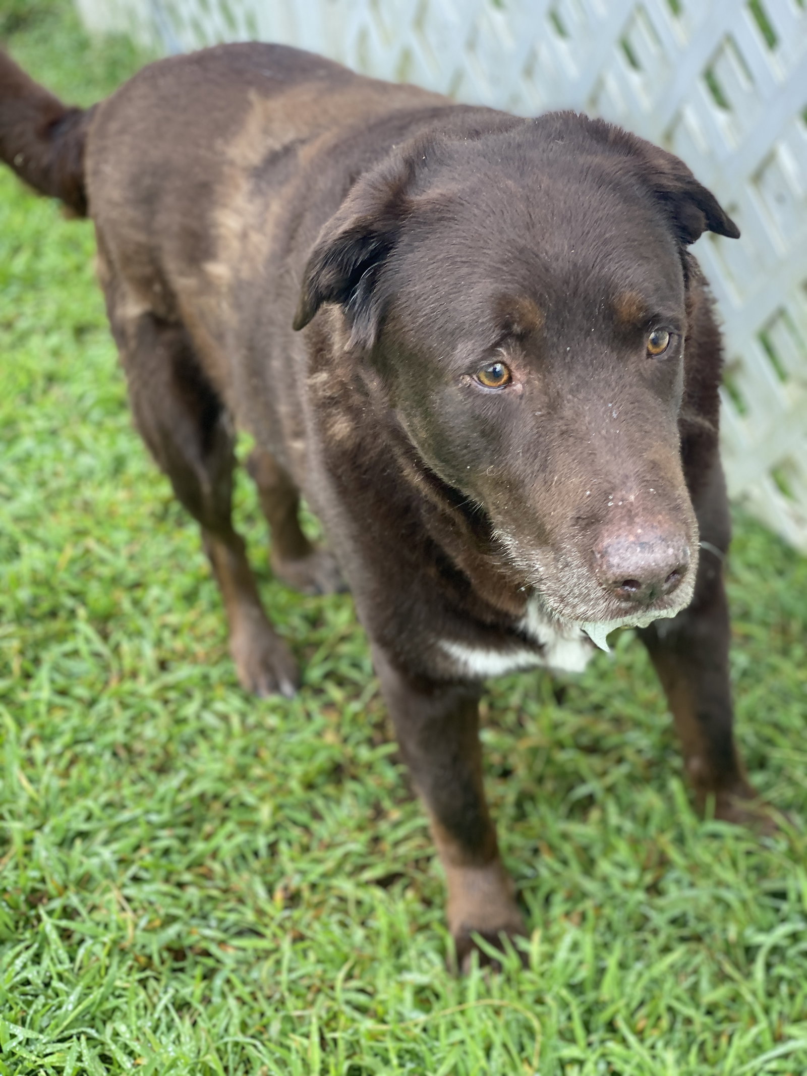 Dog for Adoption - 2309-1587 Hankee, a Labrador Retriever in Camden, NC ...